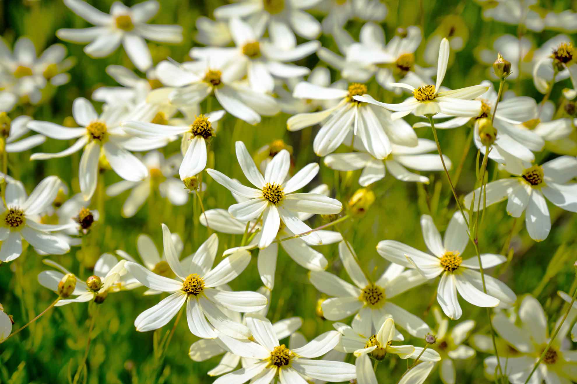 Native Gorgeous Coreopsis (Tickseed) - A Beginner's Guide