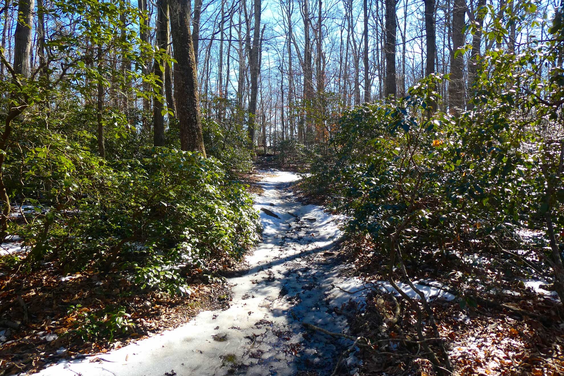 Rhododendron vs. mountain laurel vs. azalea — What’s the difference ...