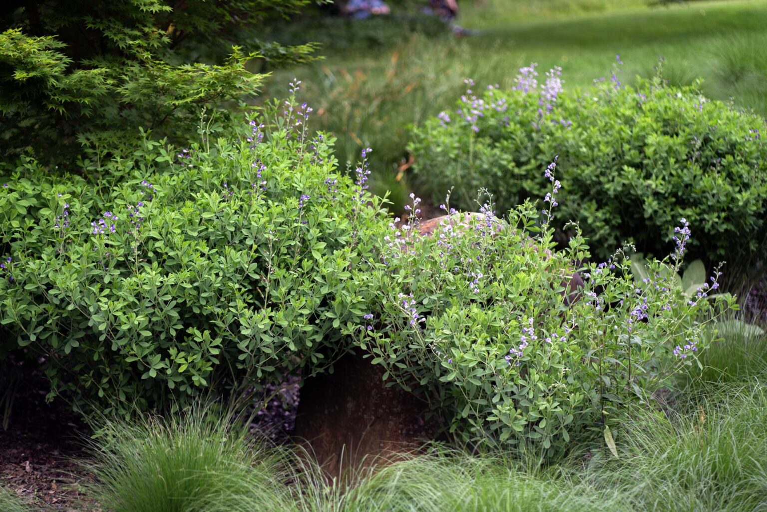 Native False Blue Indigo - A Beginner's Guide | The Plant Native