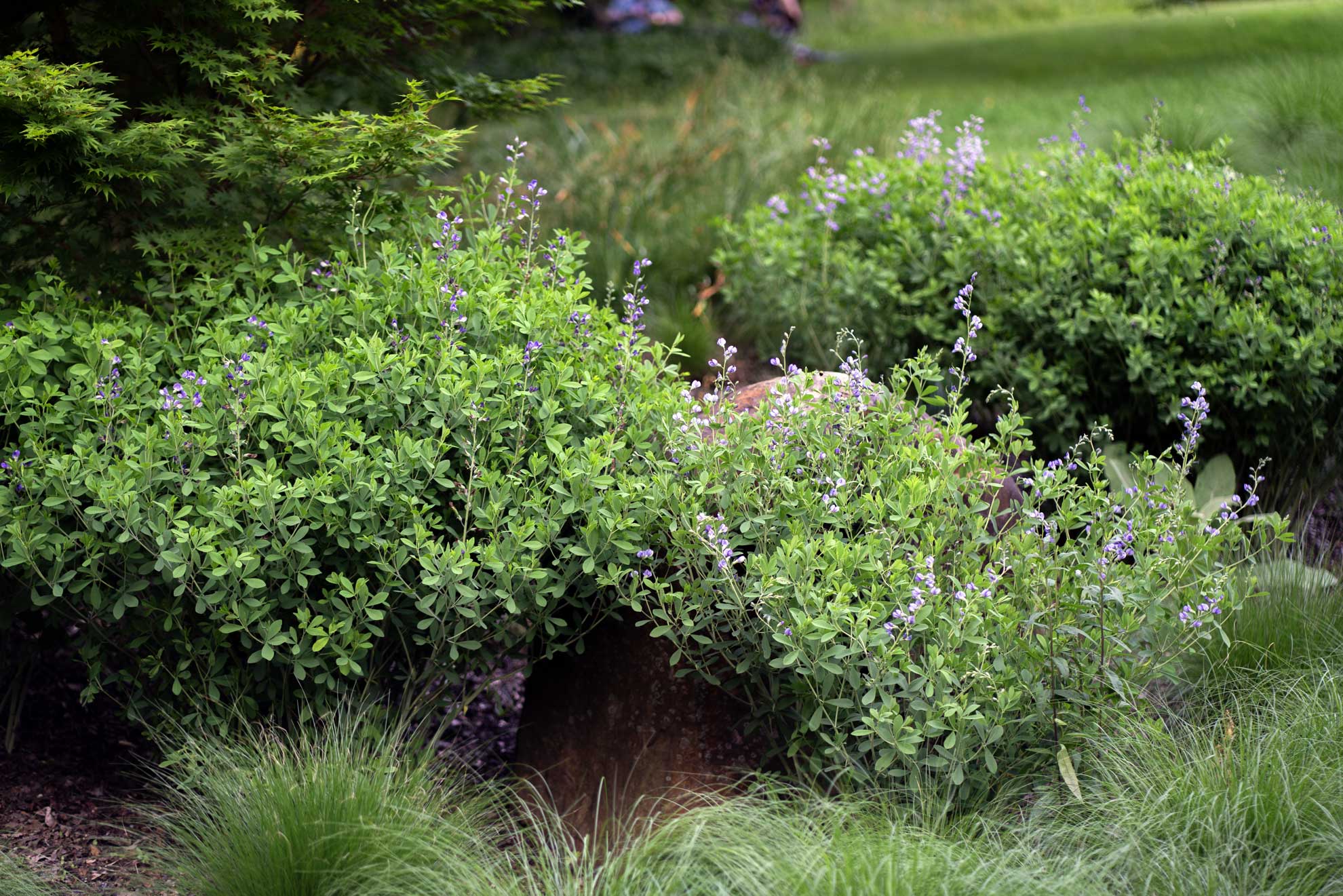 Native False Blue Indigo - A Beginner's Guide | The Plant Native