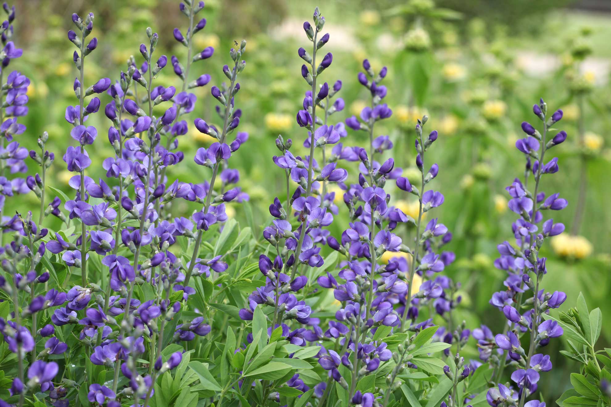 Planting False Blue Indigo Made Easy | The Plant Native