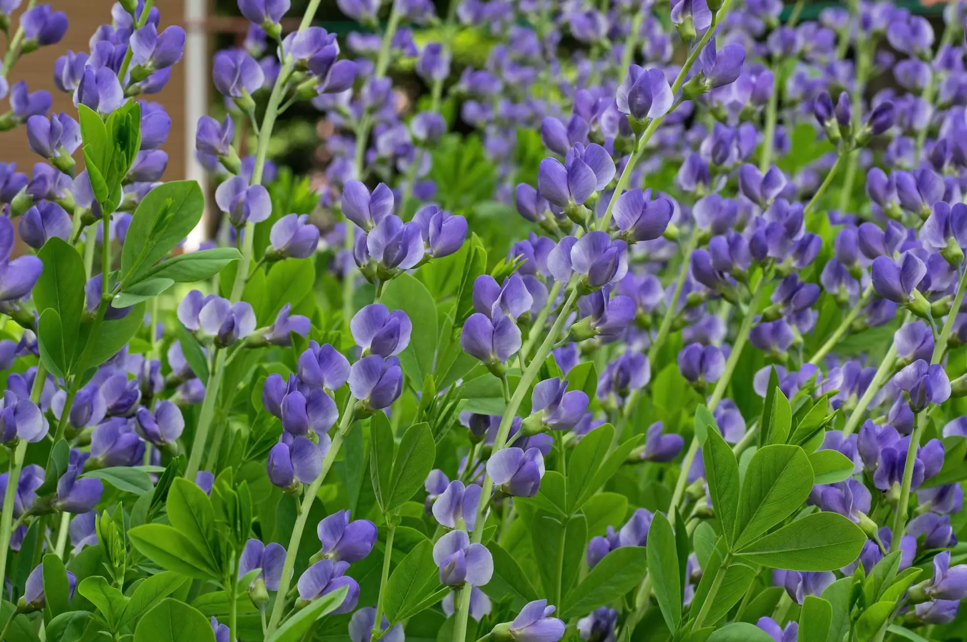 Native False Blue Indigo - A Beginner's Guide | The Plant Native