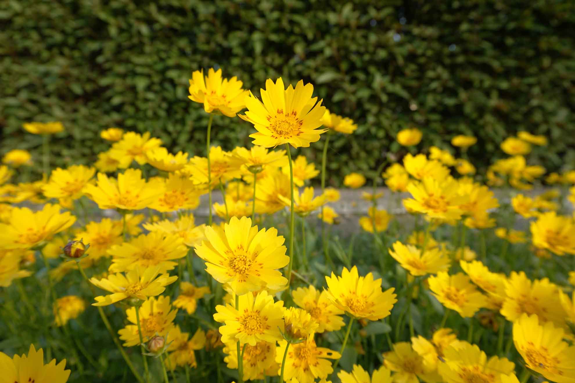 Native Gorgeous Coreopsis (Tickseed) - A Beginner's Guide