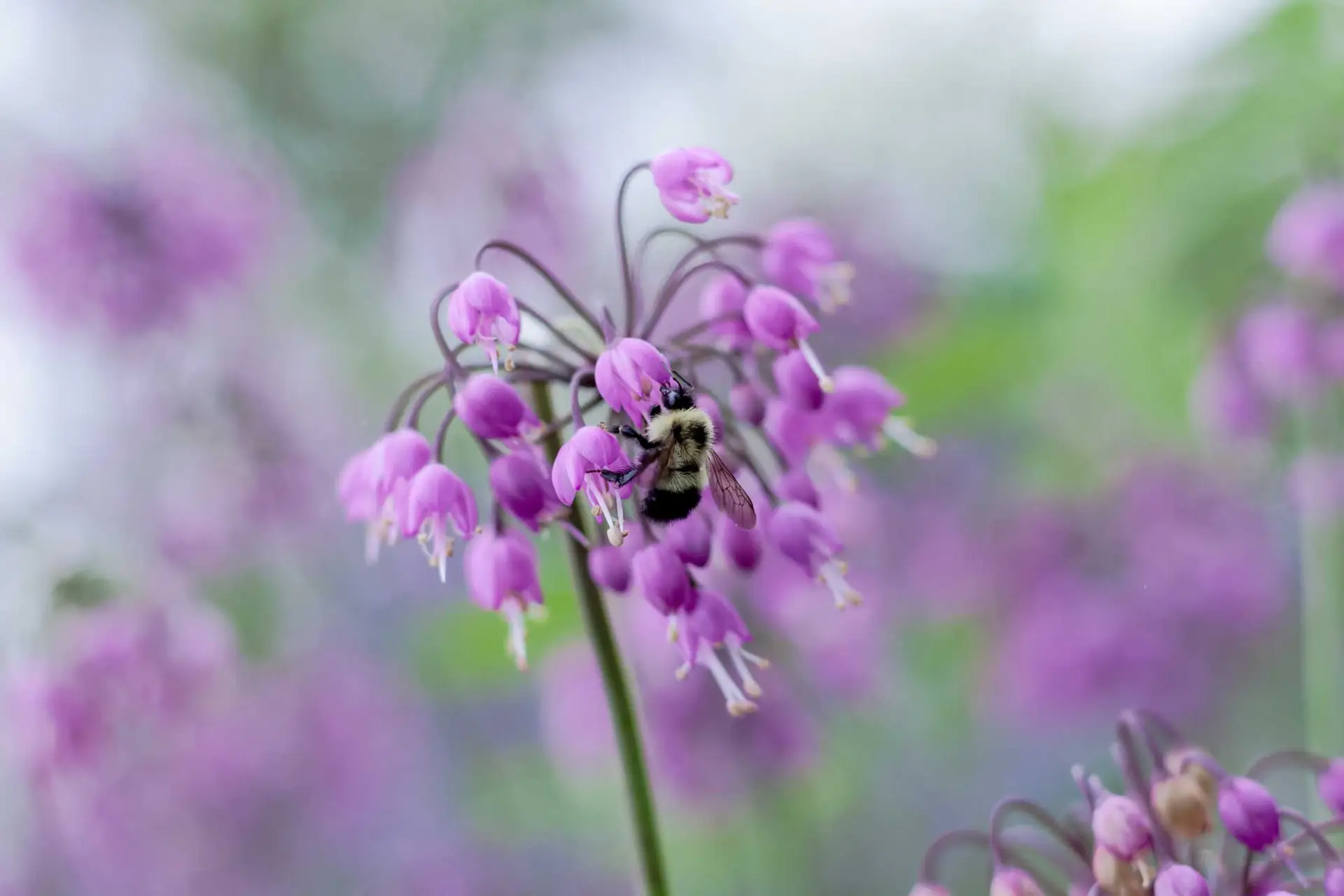 Nodding Onion: Easy Beauty for Beginners | The Plant Native