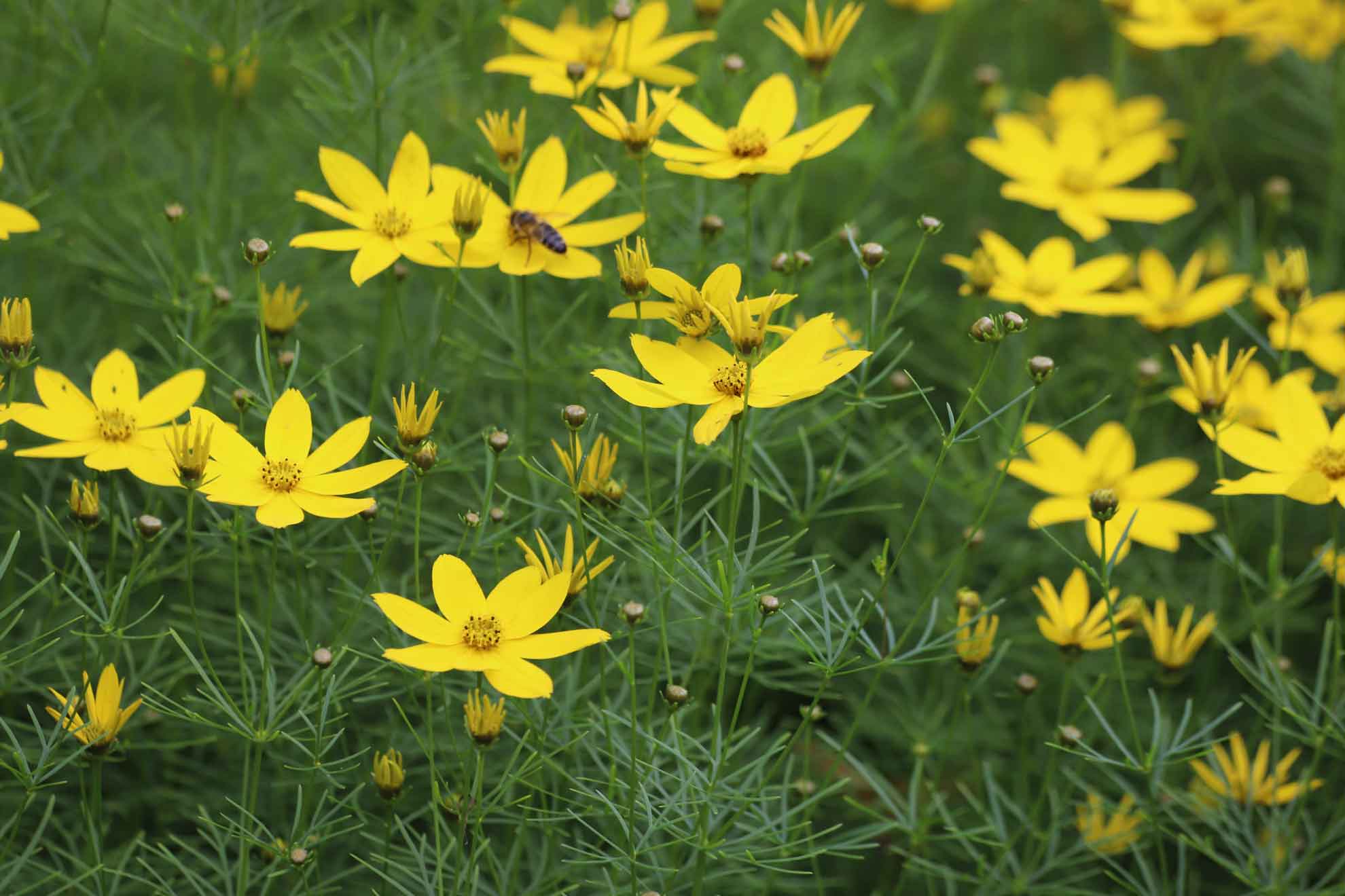 Native Gorgeous Coreopsis (Tickseed) - A Beginner's Guide