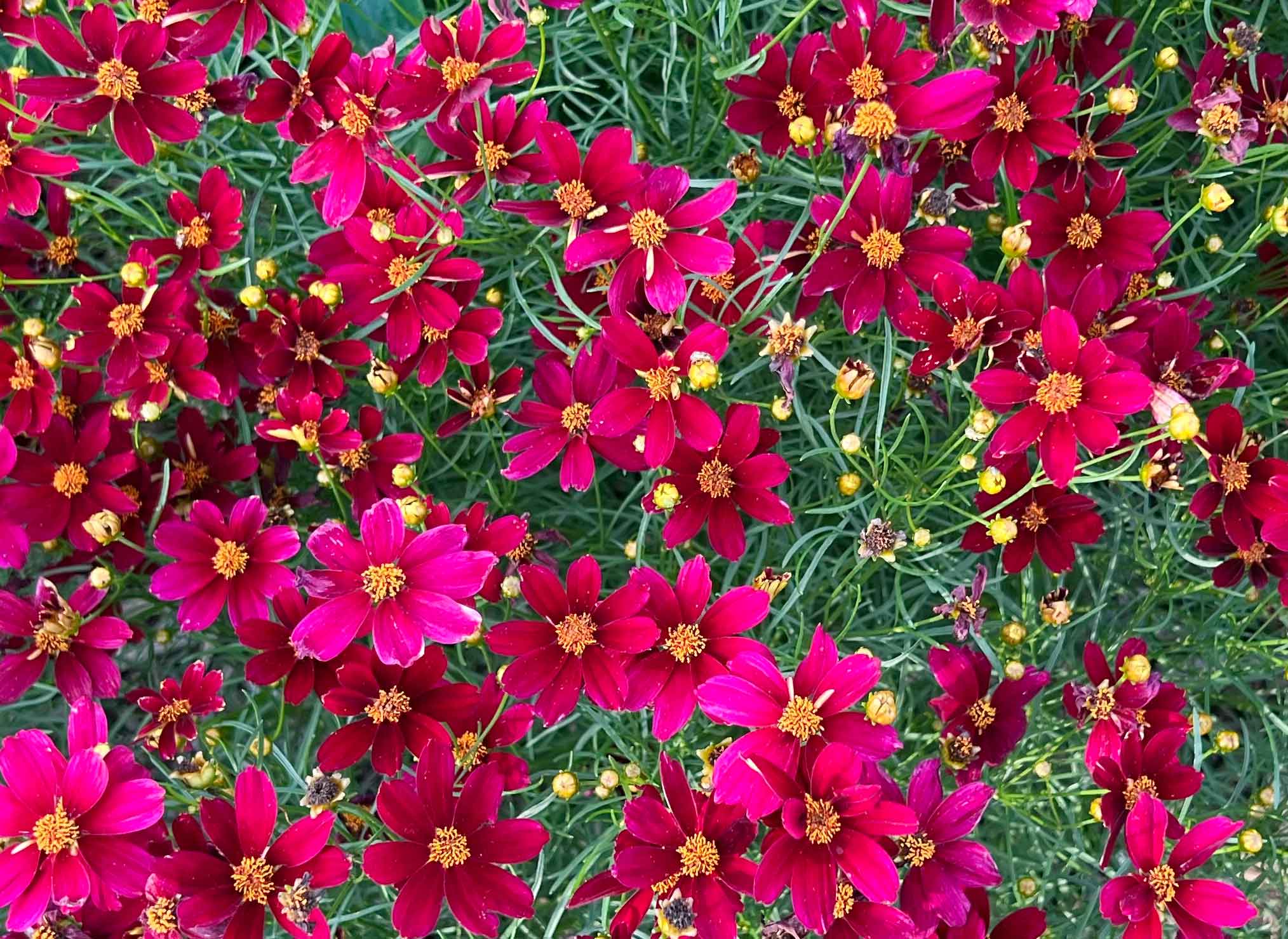 Native Gorgeous Coreopsis (Tickseed) - A Beginner's Guide