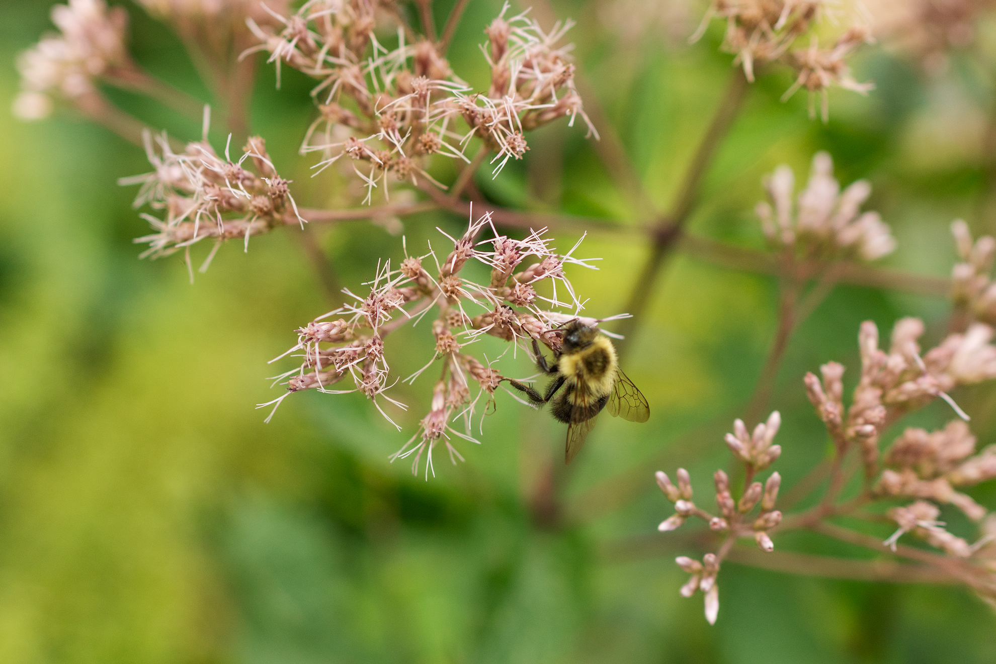 Joe Pye Weed: Beginner’s Guide to a Native Favorite