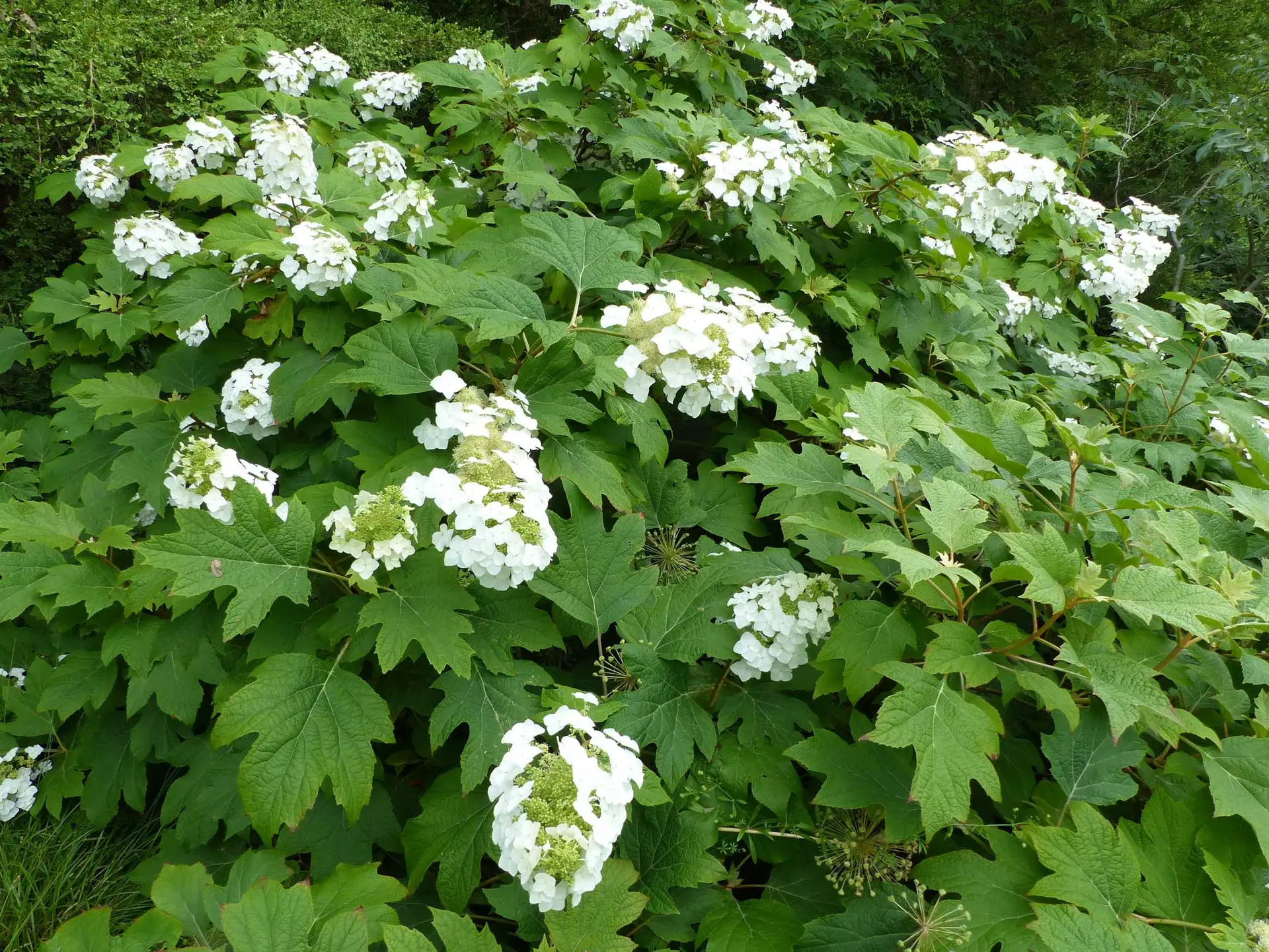 Oakleaf Hydrangea: Beauty and Care Tips | The Plant Native