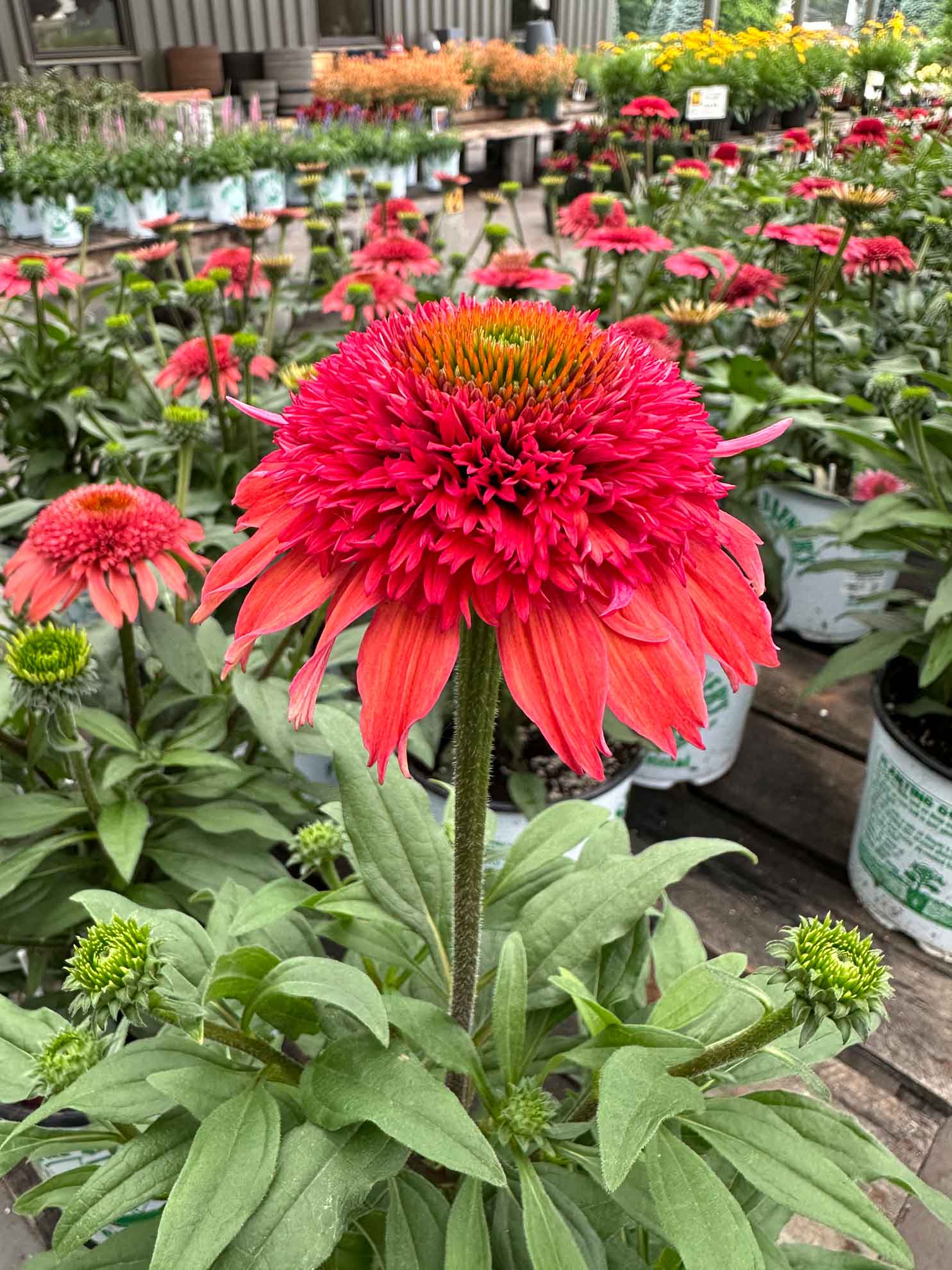 Native Coneflowers: A Beginner's Guide | The Plant Native