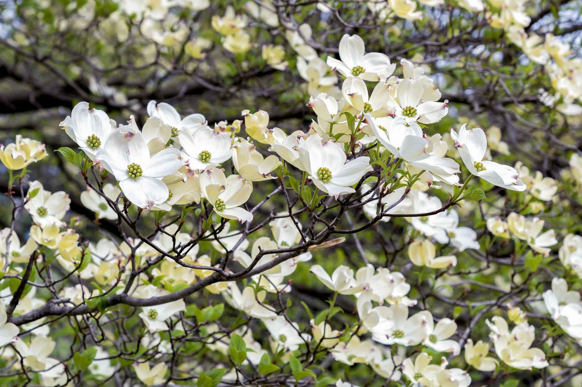 Beginner's Guide to Native Dogwoods - The Plant Native