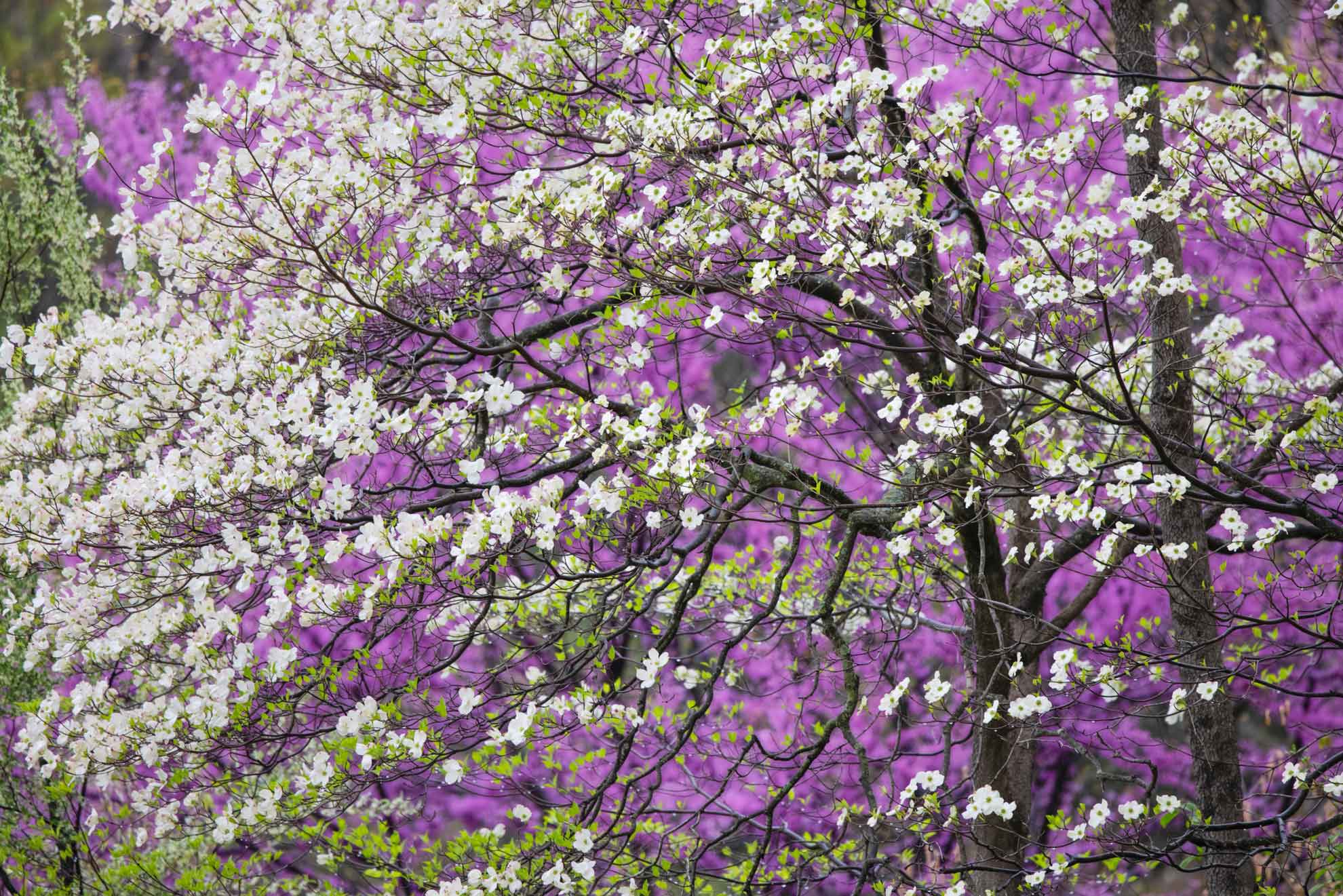 Eastern Flowering Dogwood - The Plant Native