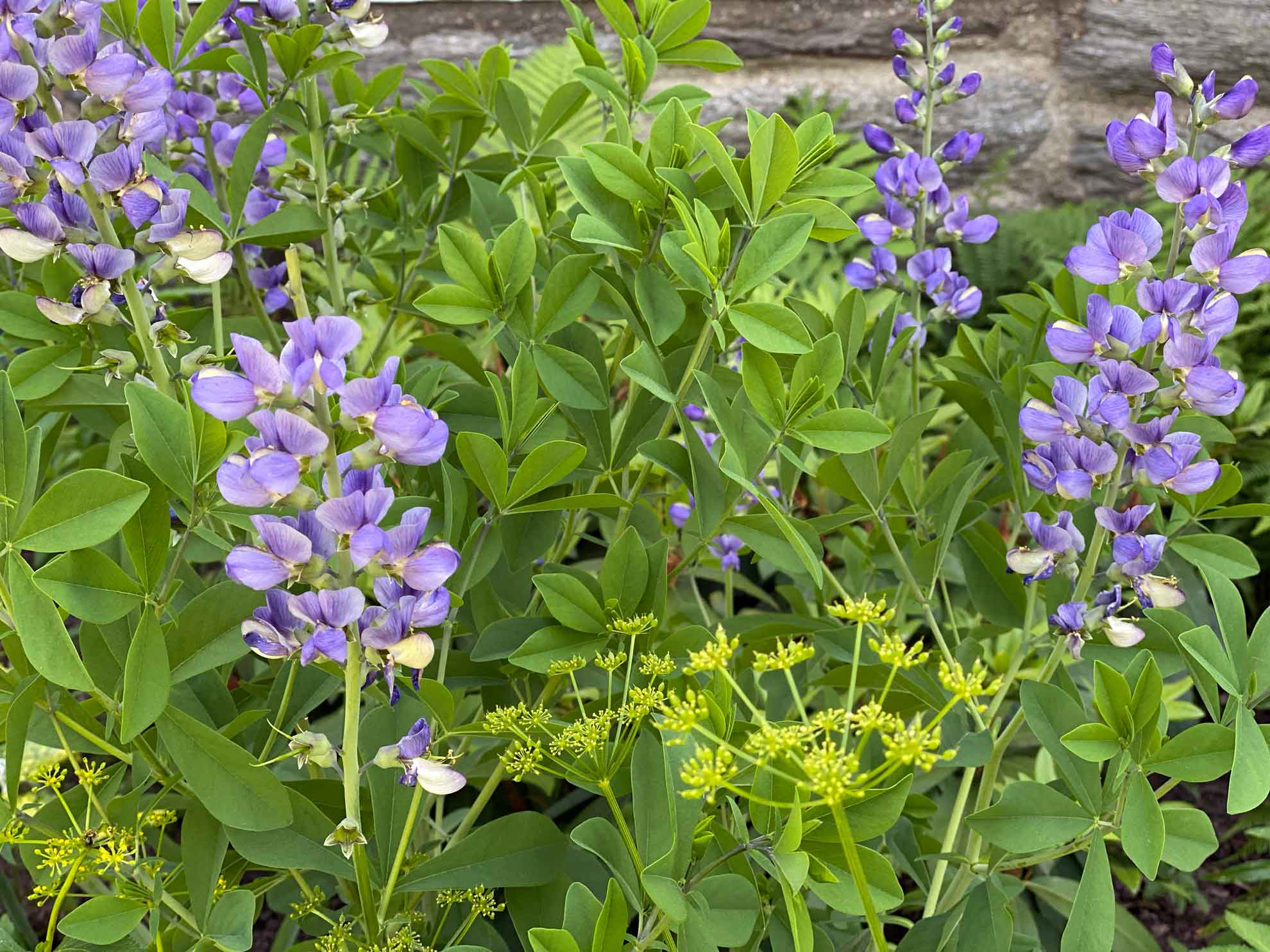 Native False Blue Indigo - A Beginner's Guide | The Plant Native