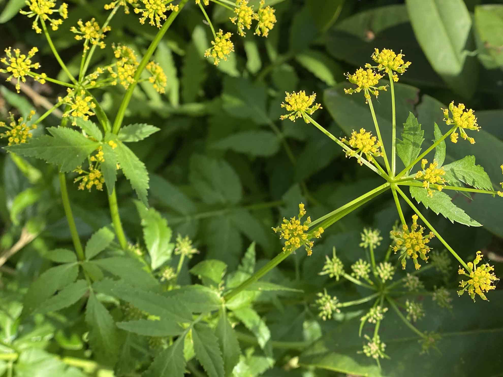 Native Golden Alexander: Beginner's Guide | The Plant Native