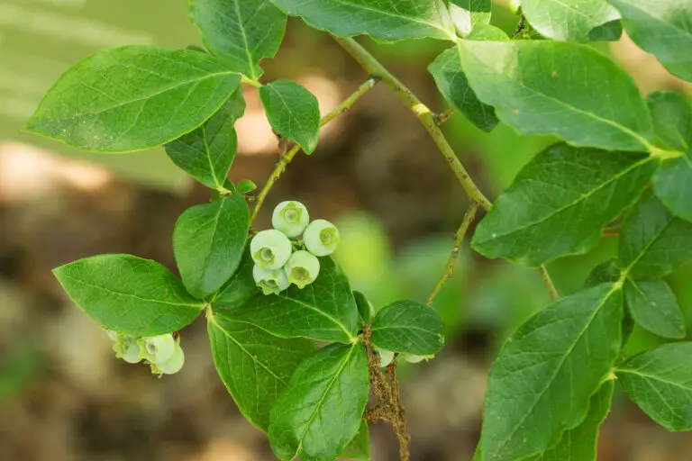 Highbush Blueberries: Native Shrubs with Sweet Fruit