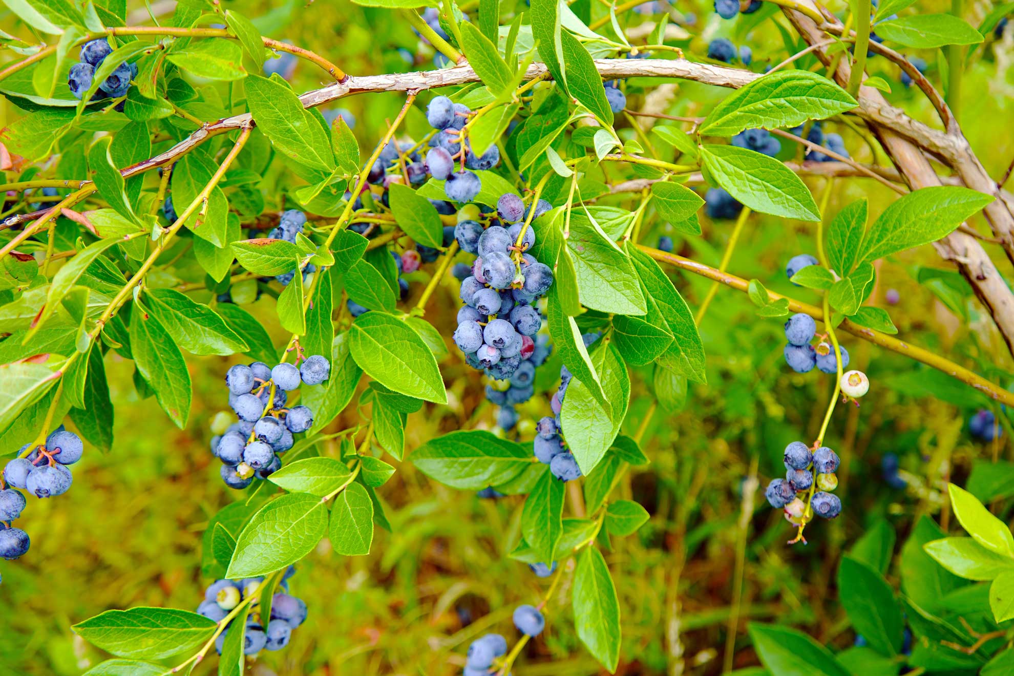 Highbush Blueberry: A Beginner's Guide - The Plant Native