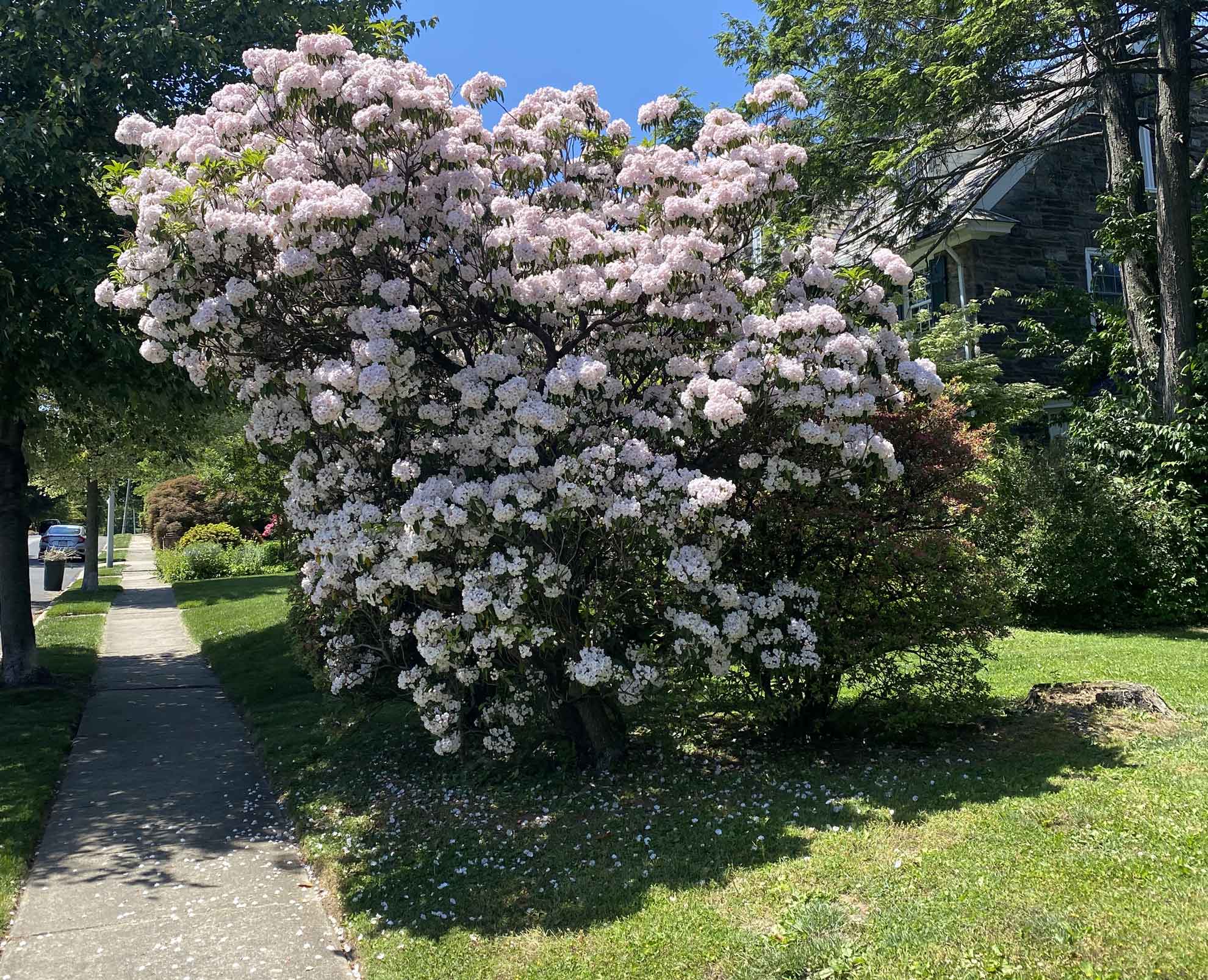 Native Mountain Laurel - A Beginner's Guide | The Plant Native