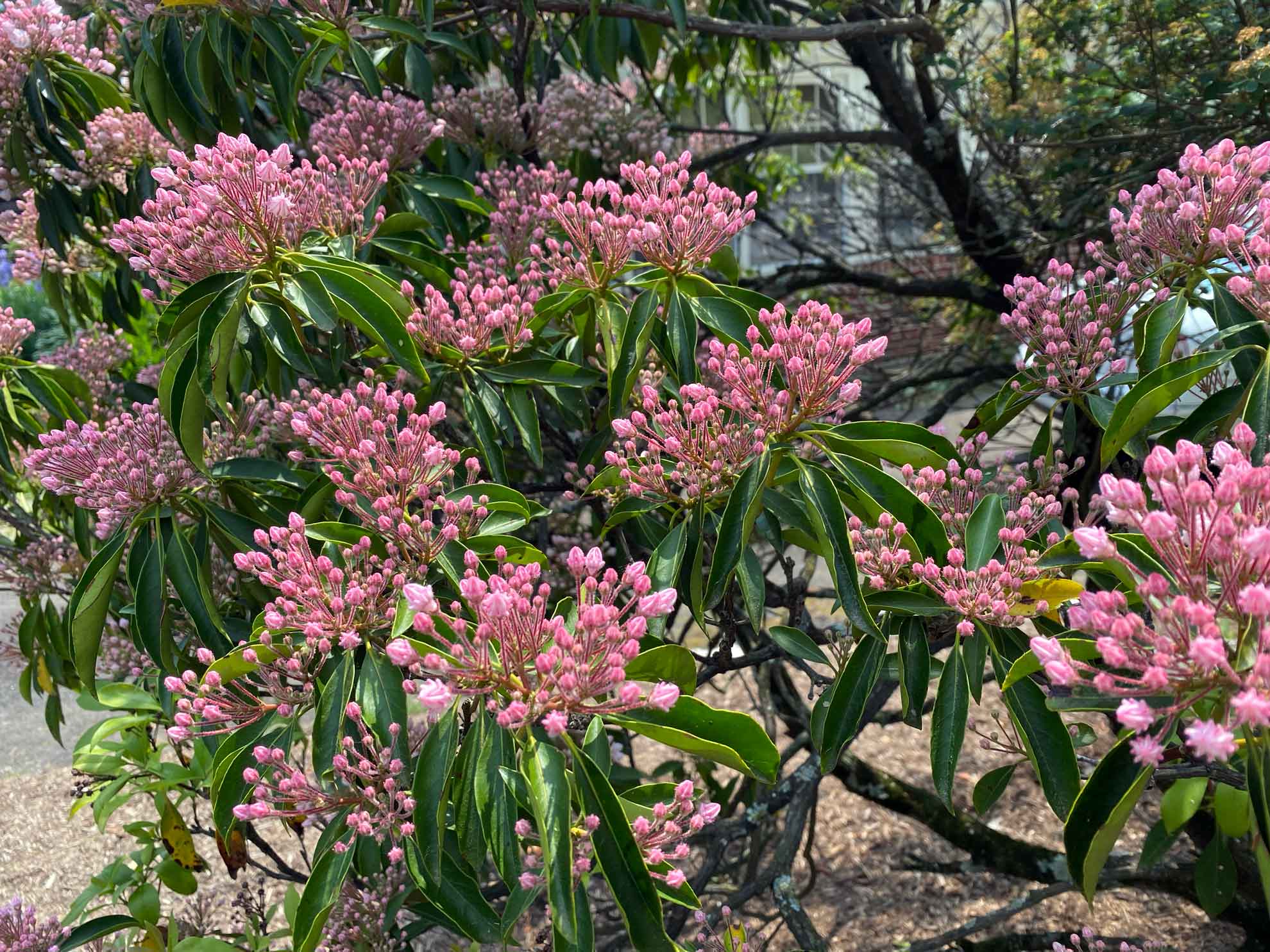 Beginner’s Guide to Native Mountain Laurels