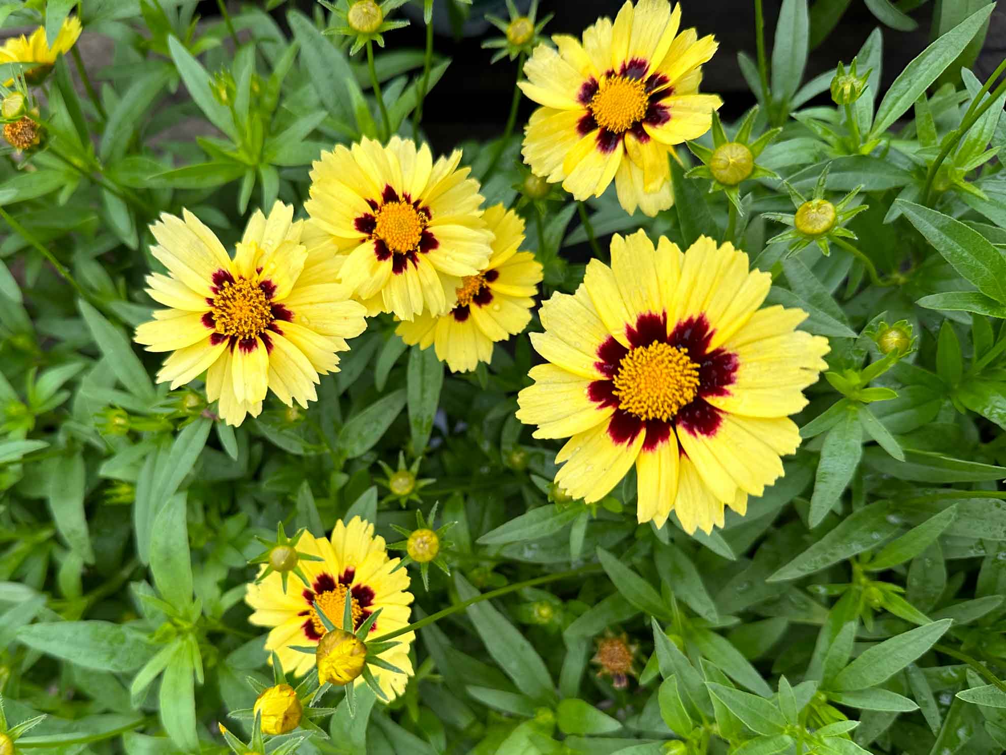 Native Gorgeous Coreopsis (Tickseed) - A Beginner's Guide