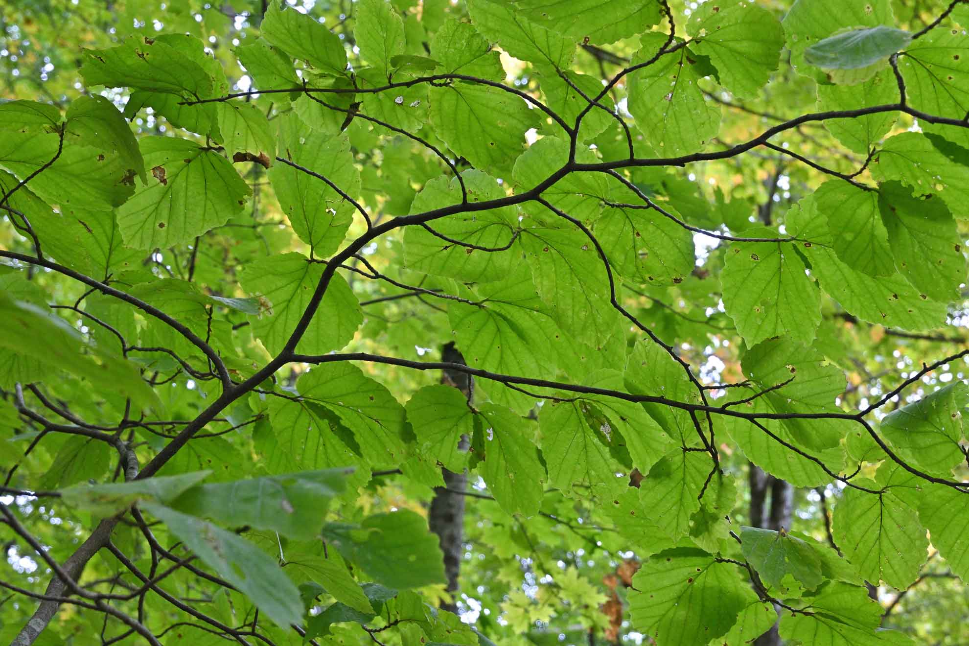 Witchhazel: Native Fall and Winter Bloomers | The Plant Native