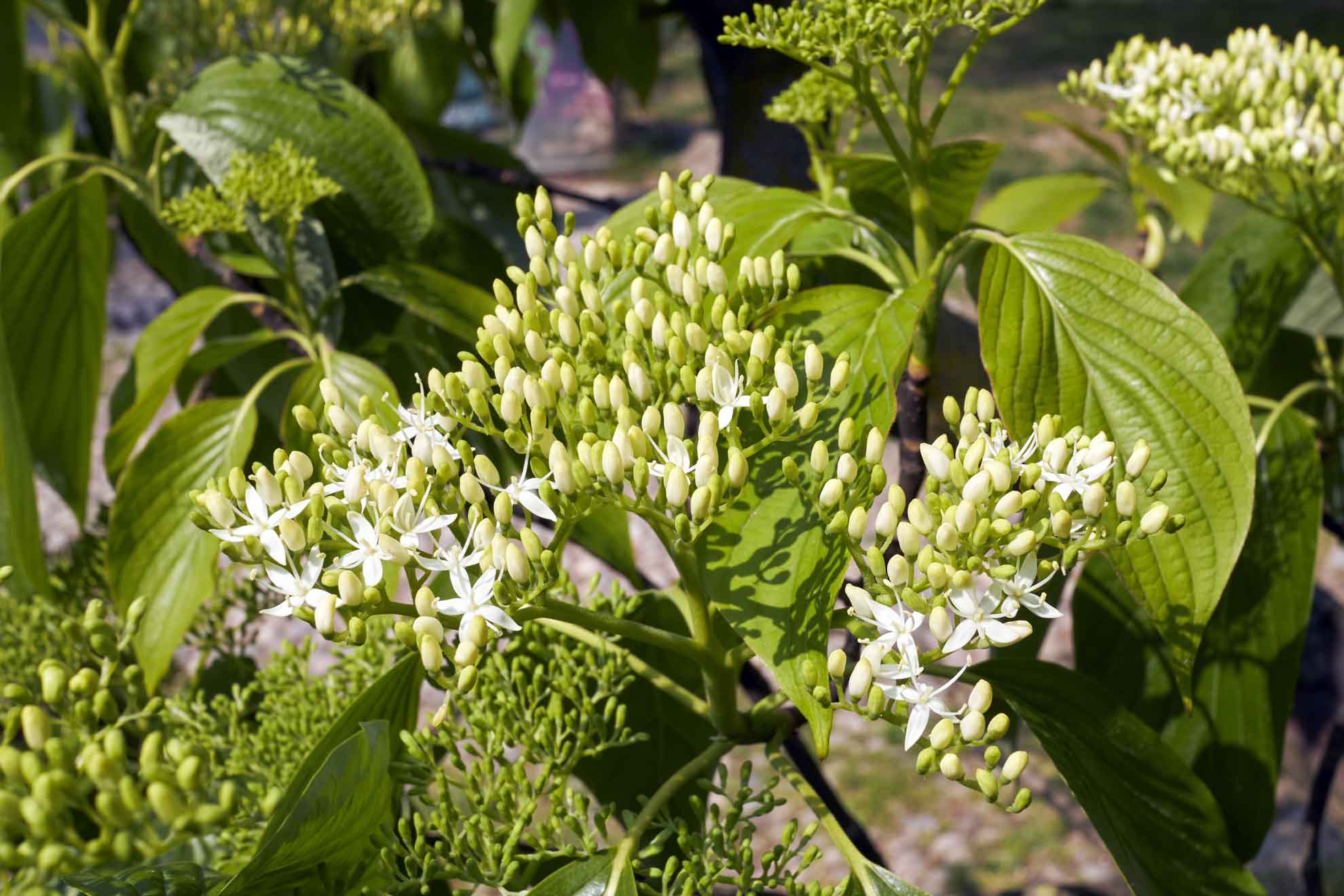 Beginner's Guide to Native Dogwoods - The Plant Native