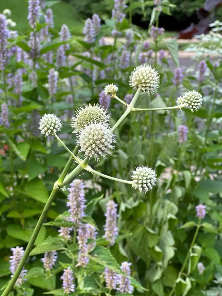 Native Plant Societies in the US and Canada - The Plant Native