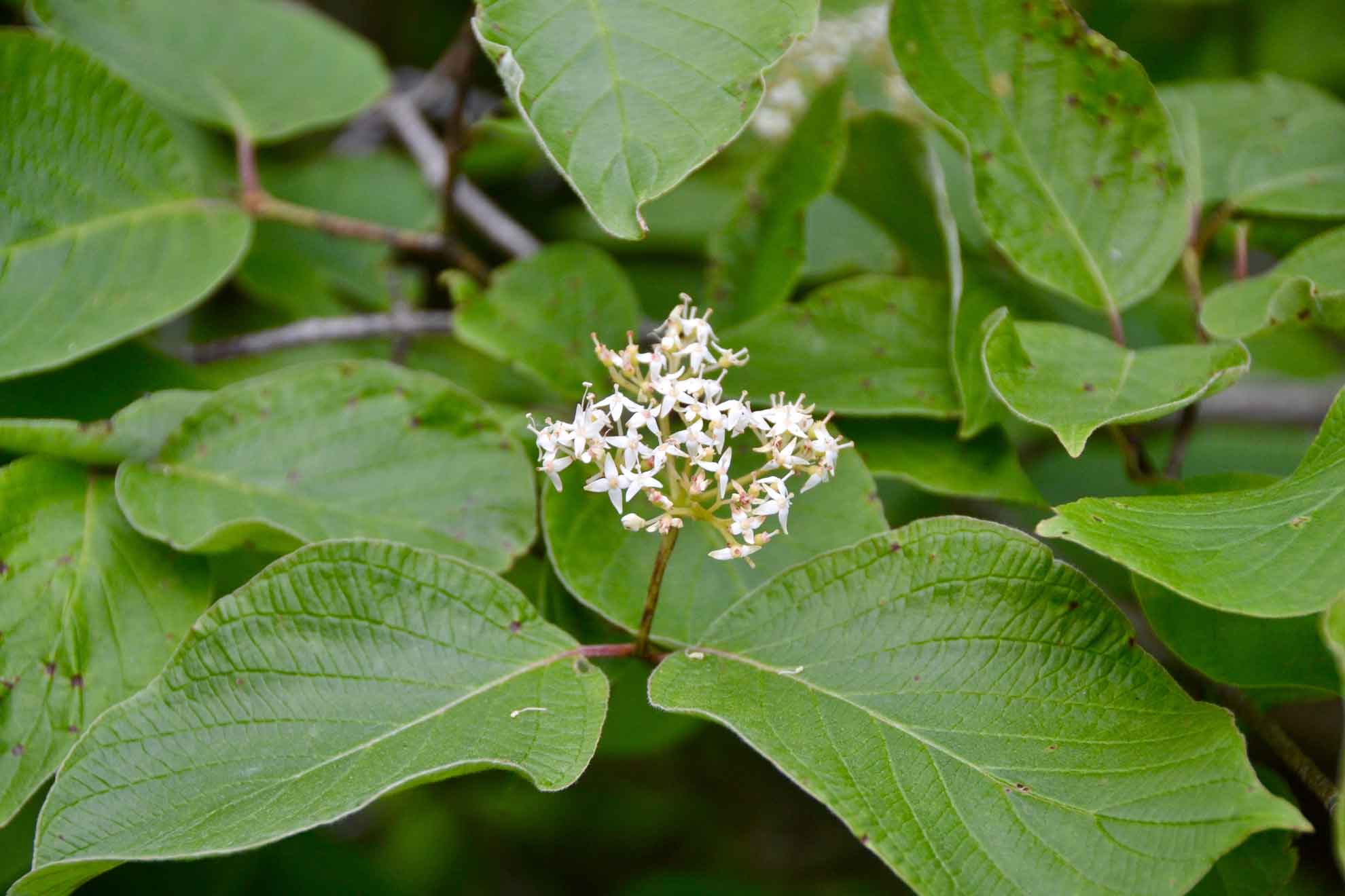 Beginner's Guide to Native Dogwoods - The Plant Native