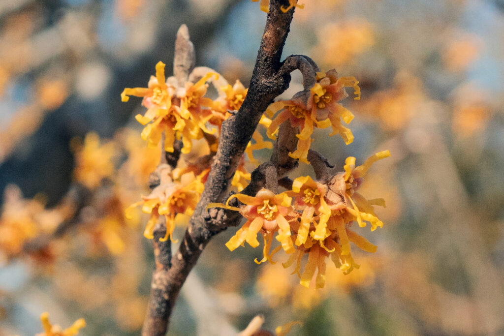 Witchhazel: Discover North America’s Native Species