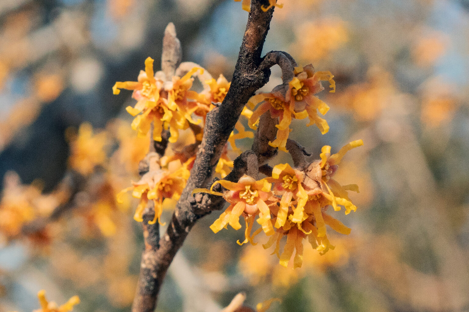 Witchhazel: Discover North America’s Native Species