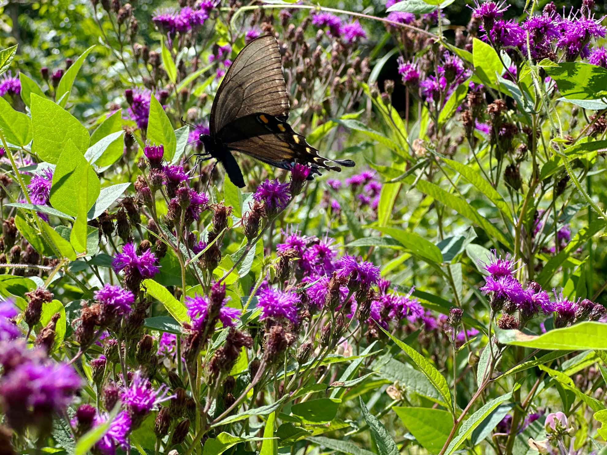 Ironweed: Bold Native Plant Loved by Butterflies