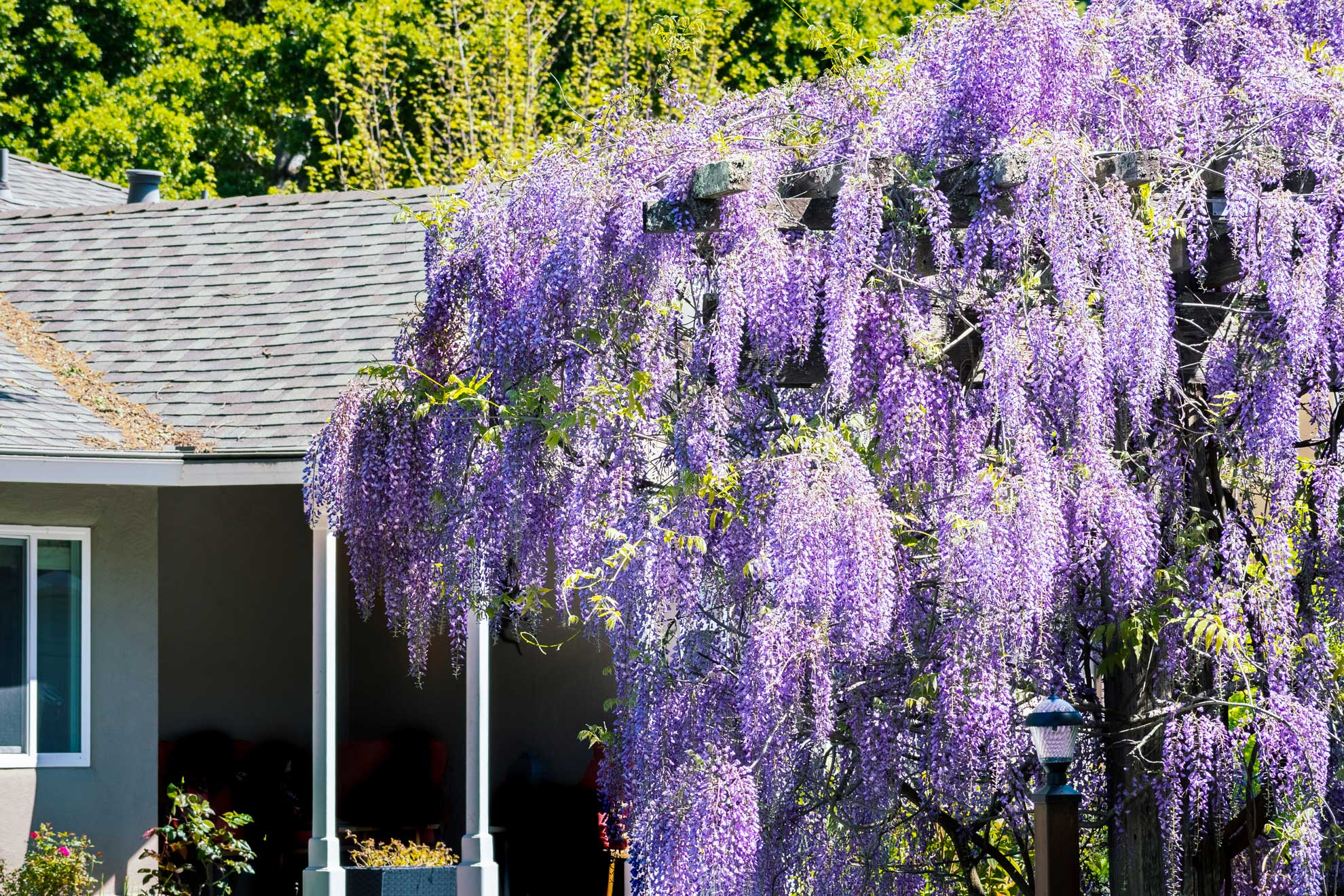 Explore American Wisteria - The Plant Native