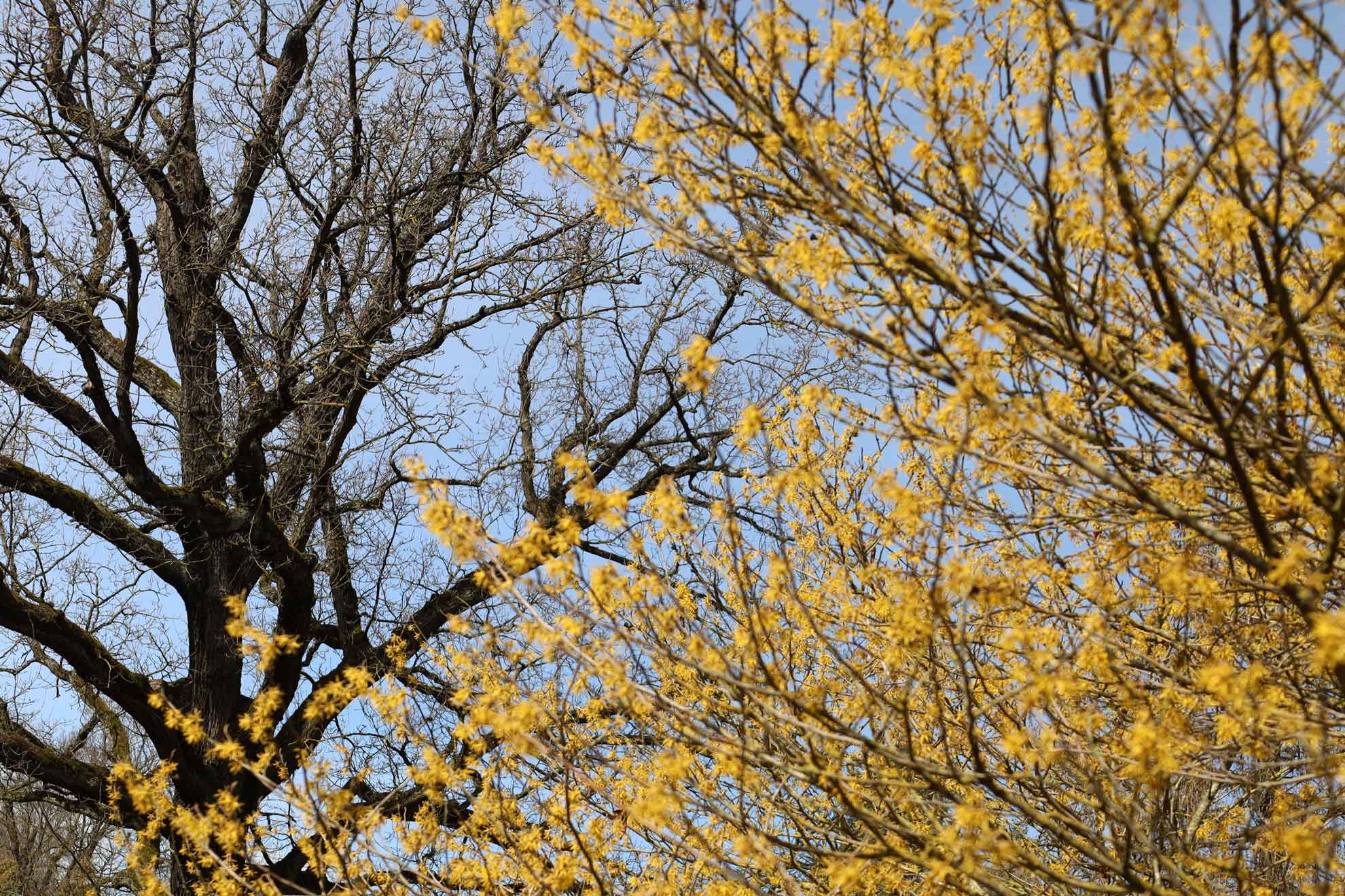 Witchhazel: Native Fall and Winter Bloomers | The Plant Native