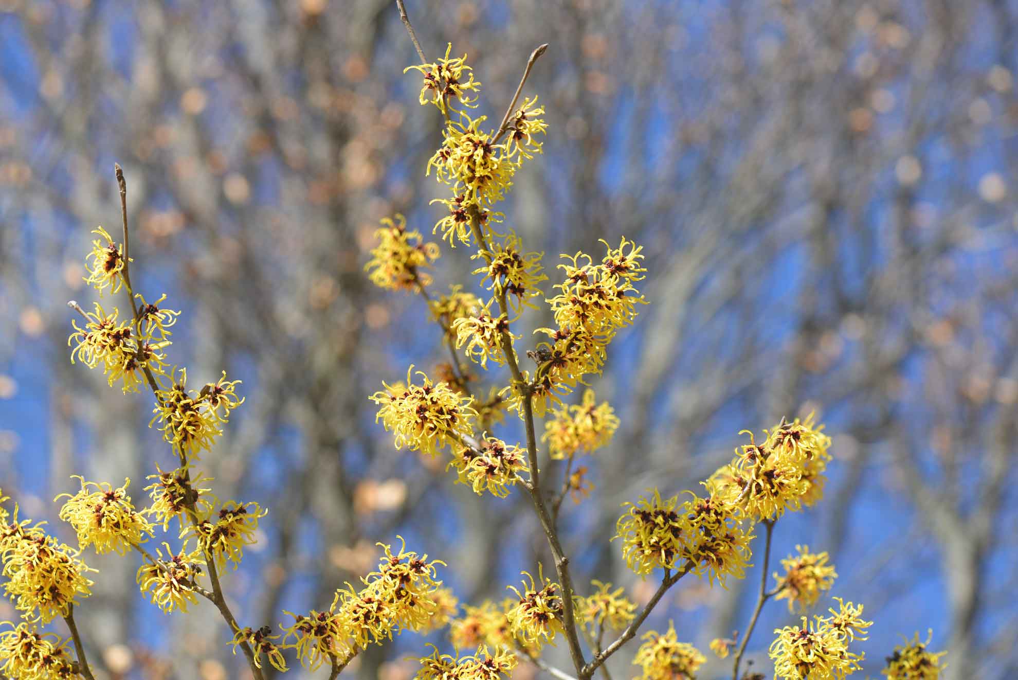 A Beginner's Guide to Native Witchhazel - The Plant Native