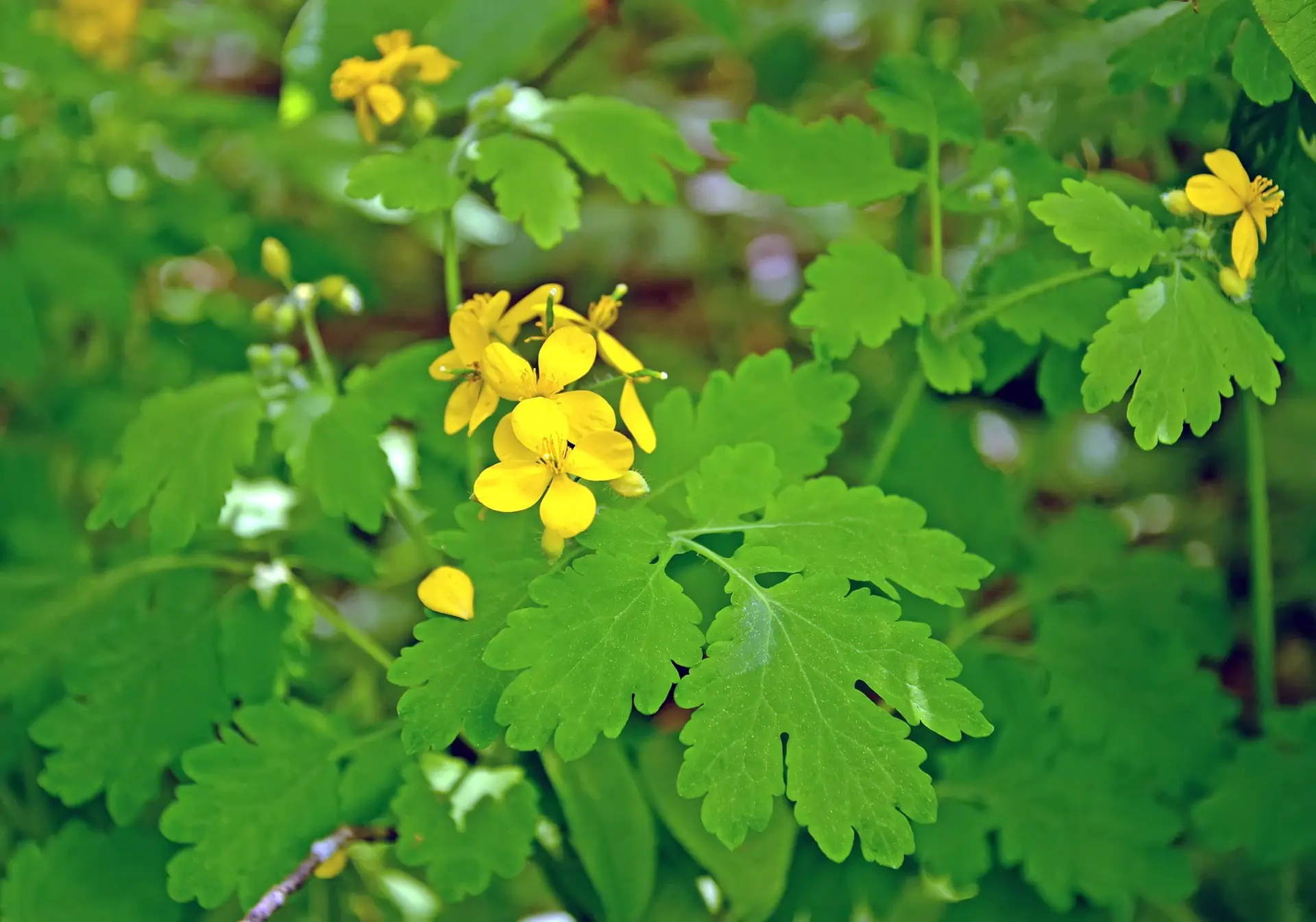 Celandine Poppy: A Beginner's Guide - The Plant Native