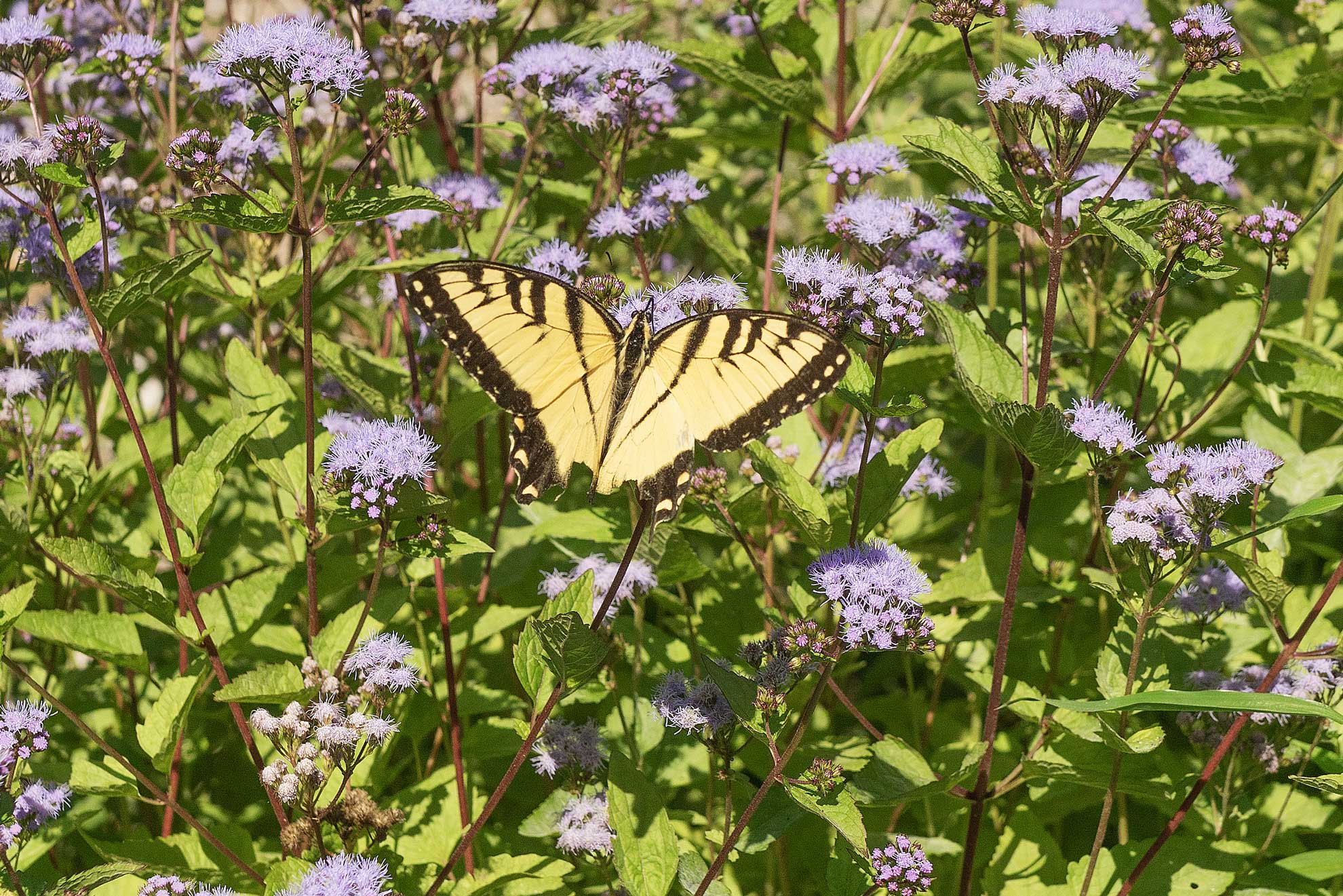 Blue Mistflower: Soft Blue Blooms for Pollinators