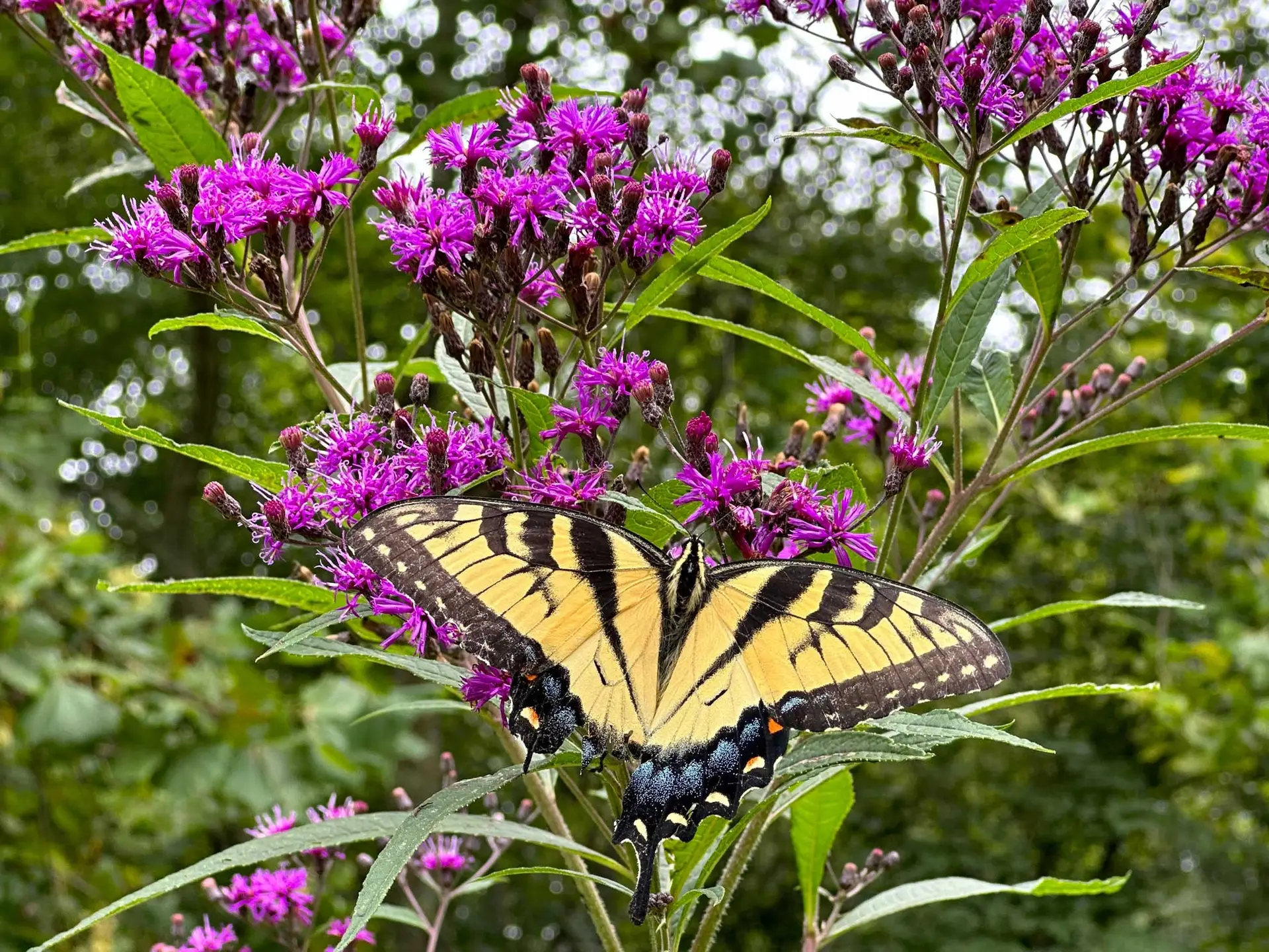 Ironweed: Bold Native Plant Loved by Butterflies