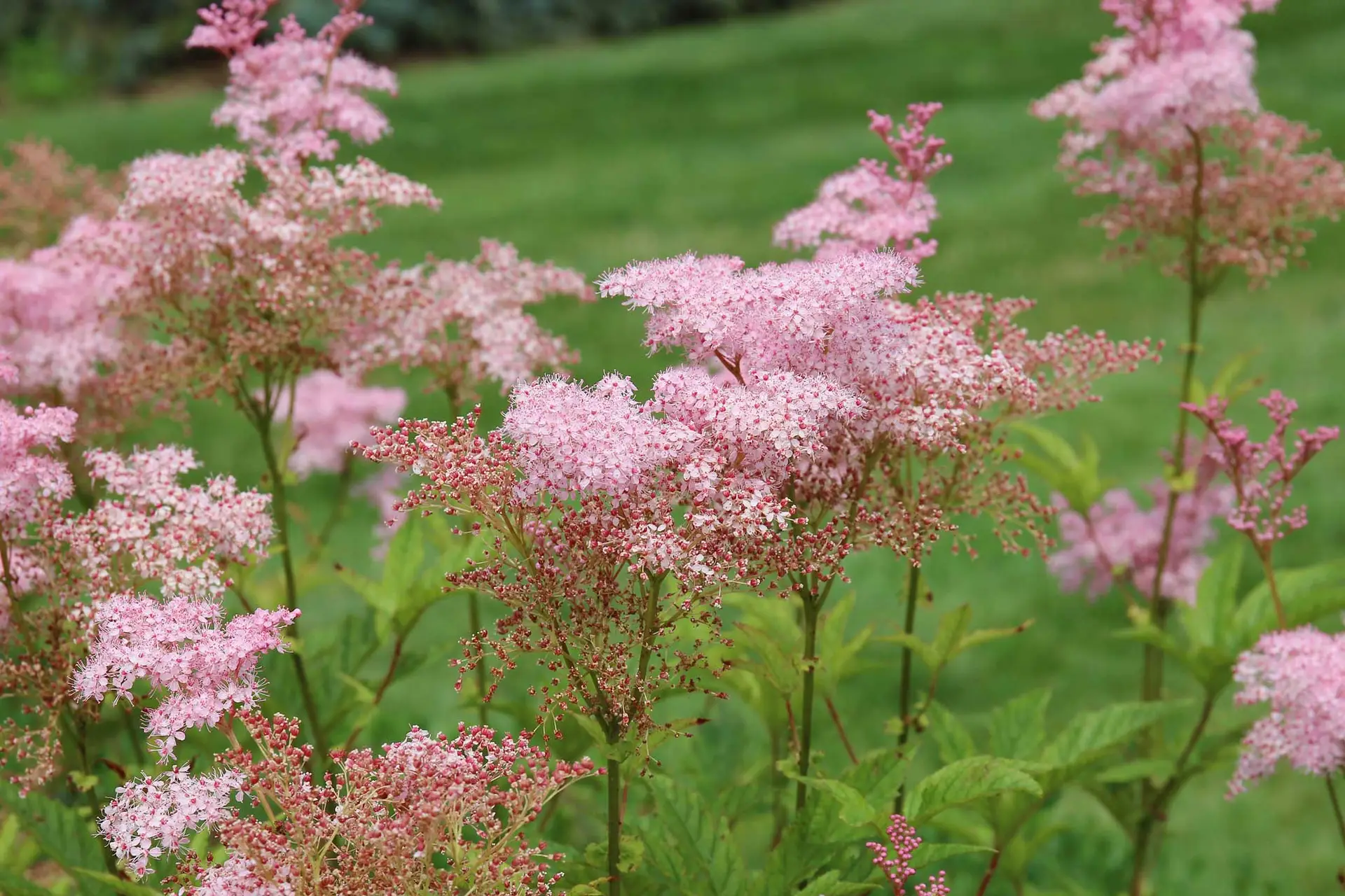Discover Queen of the Prairie - The Plant Native