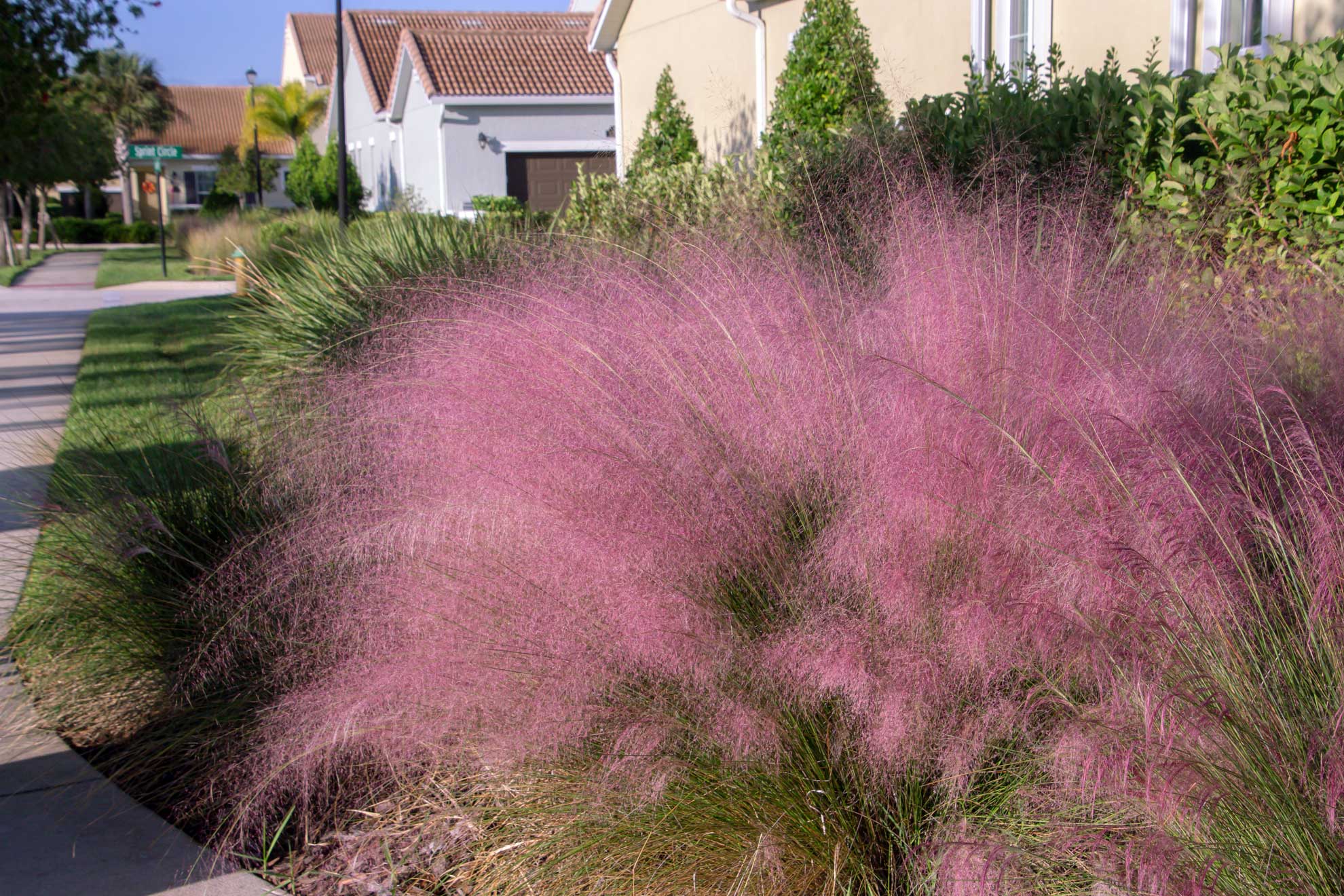 Planting Guide for Purple Muhly Grass - The Plant Native