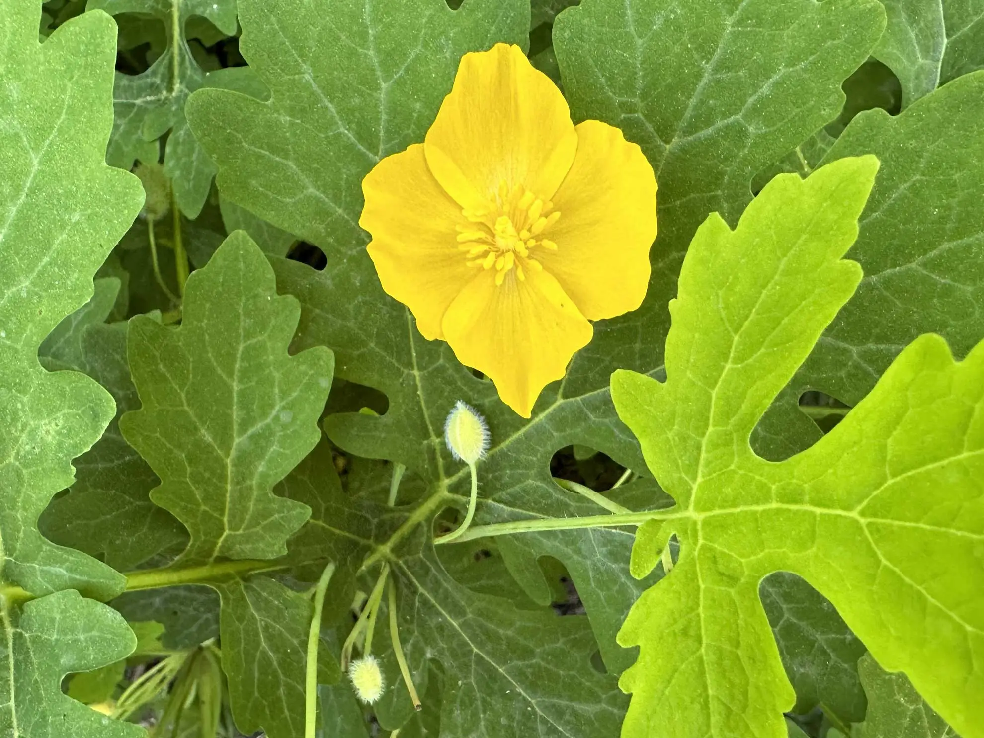 Celandine Poppy: Native Bright Yellow Blooms for Spring
