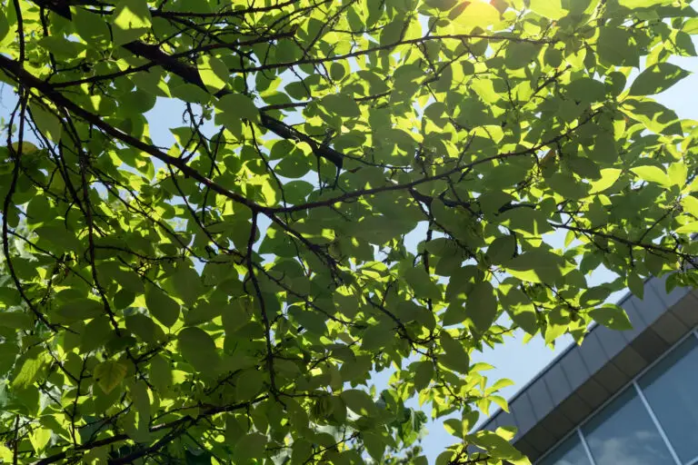 Carolina Silverbell: Native Tree with Spring Blooms