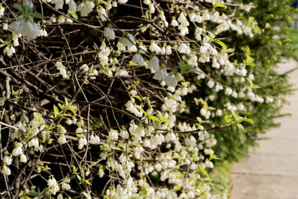 Carolina Silverbell: Native Tree with Spring Blooms
