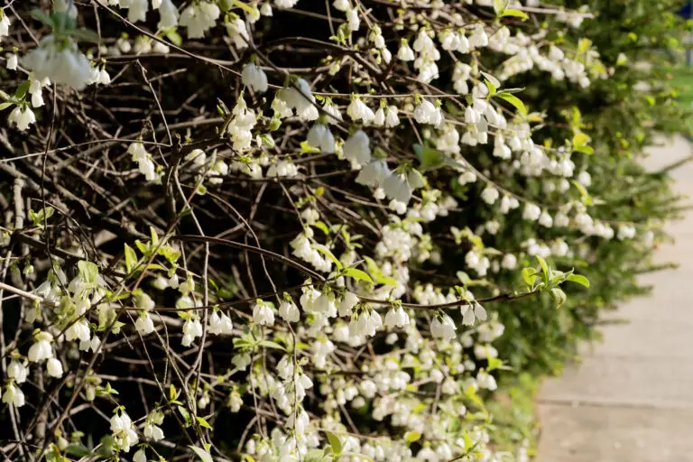 Carolina Silverbell: Native Tree with Spring Blooms