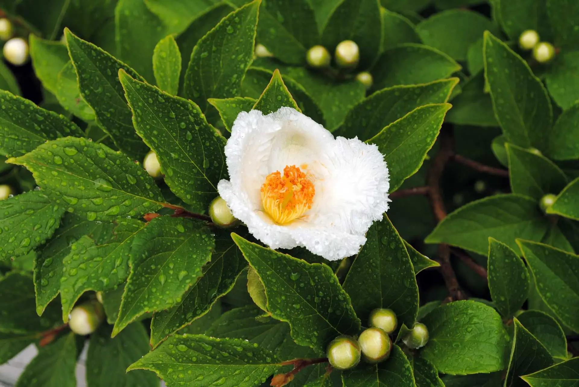 Franklin Tree: Historic Native with Showy White Blooms