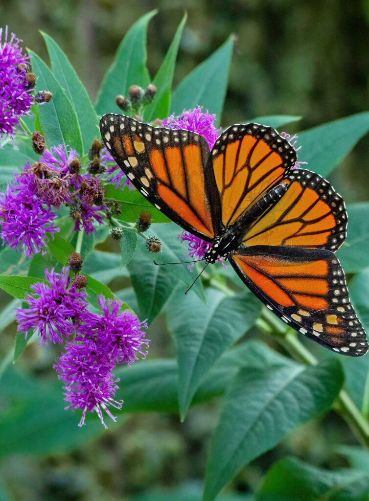 The best native plants for fall gardens - The Plant Native