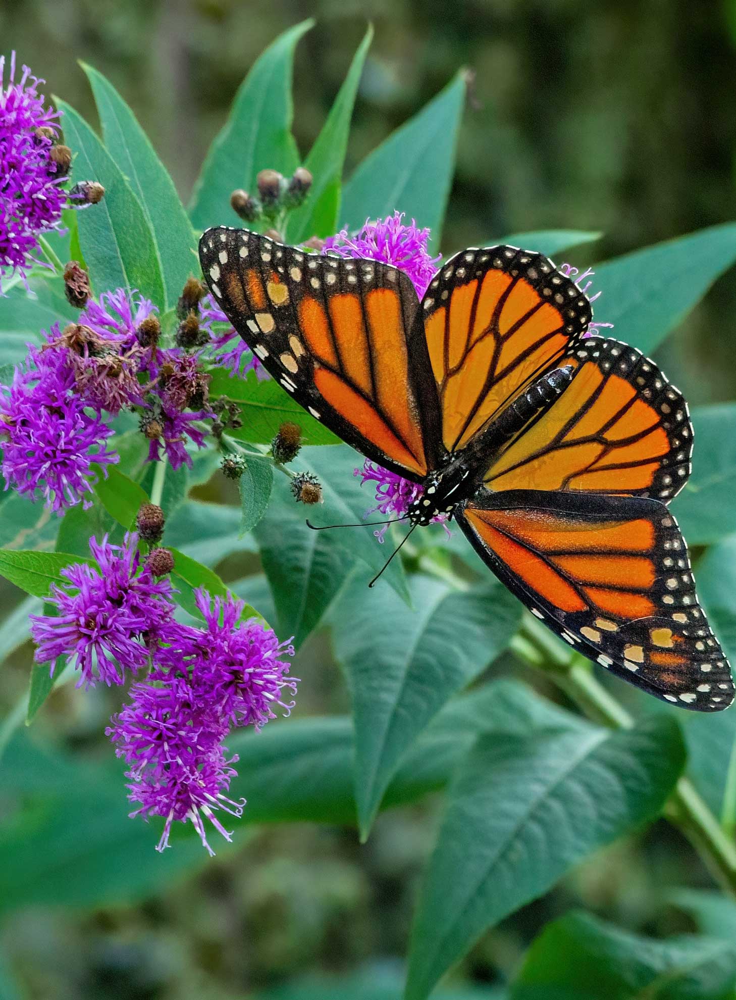 The best native plants for fall gardens - The Plant Native