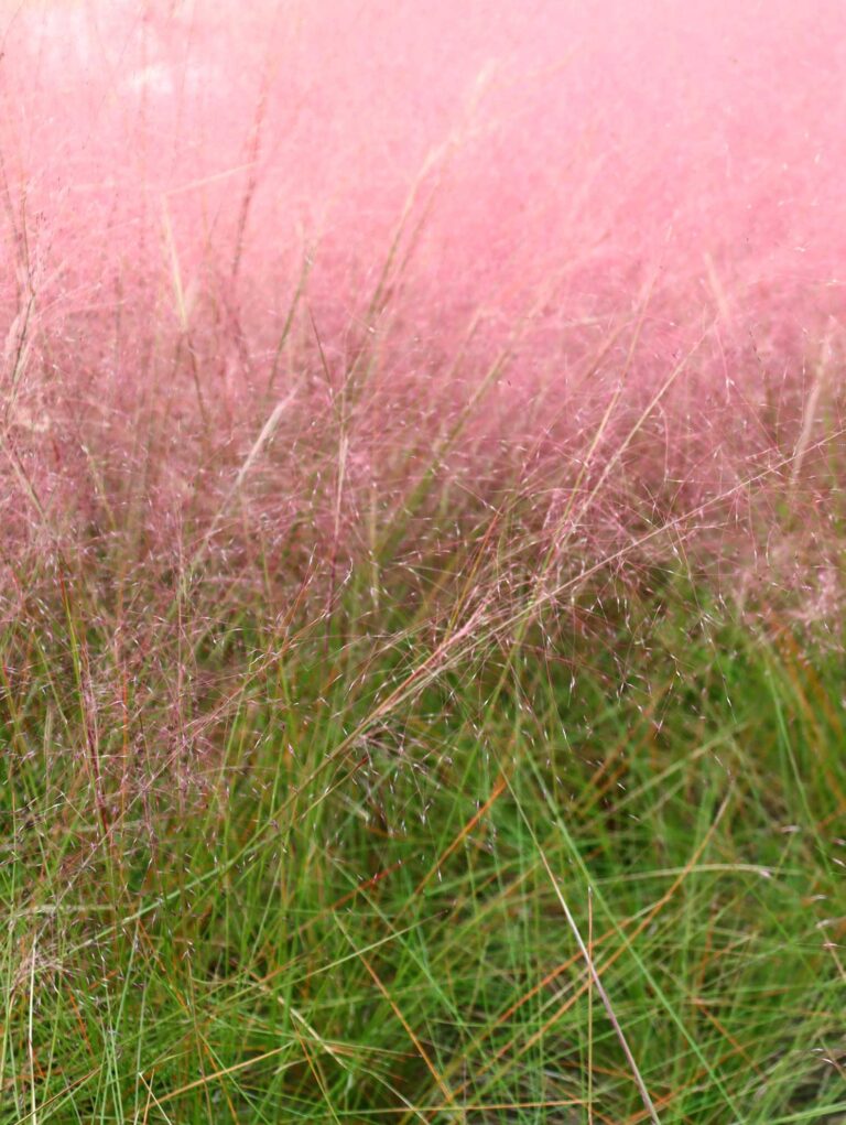 The best native plants for fall gardens - The Plant Native