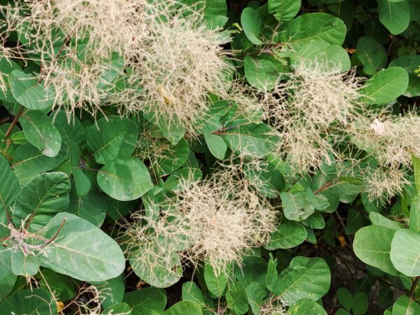 Guide to Planting a Native Smoke Tree - The Plant Native