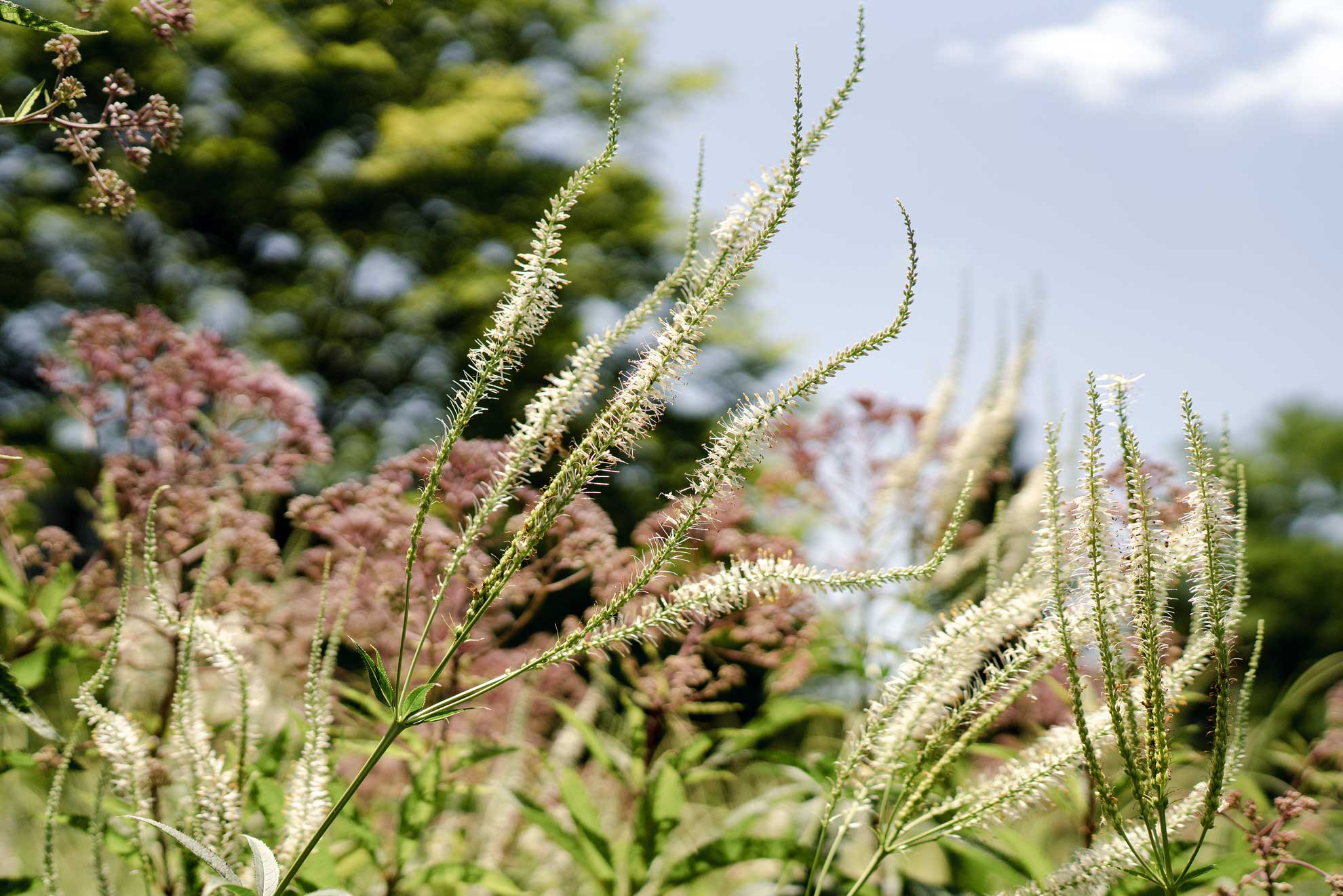 Guide to Planting Culver's Root - The Plant Native
