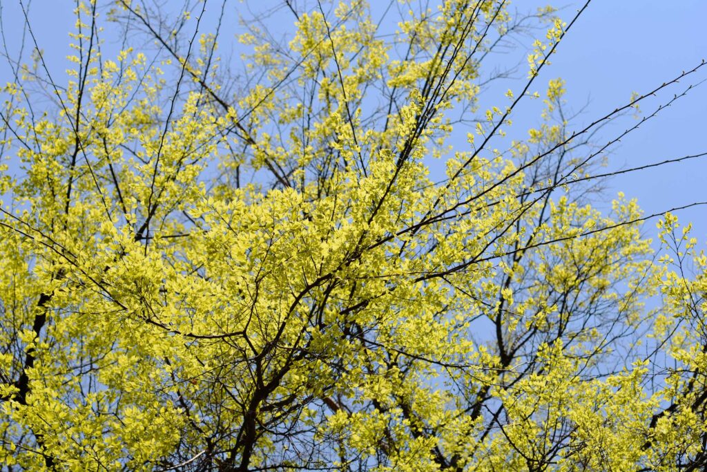 What is a host plant? — The Plant Native