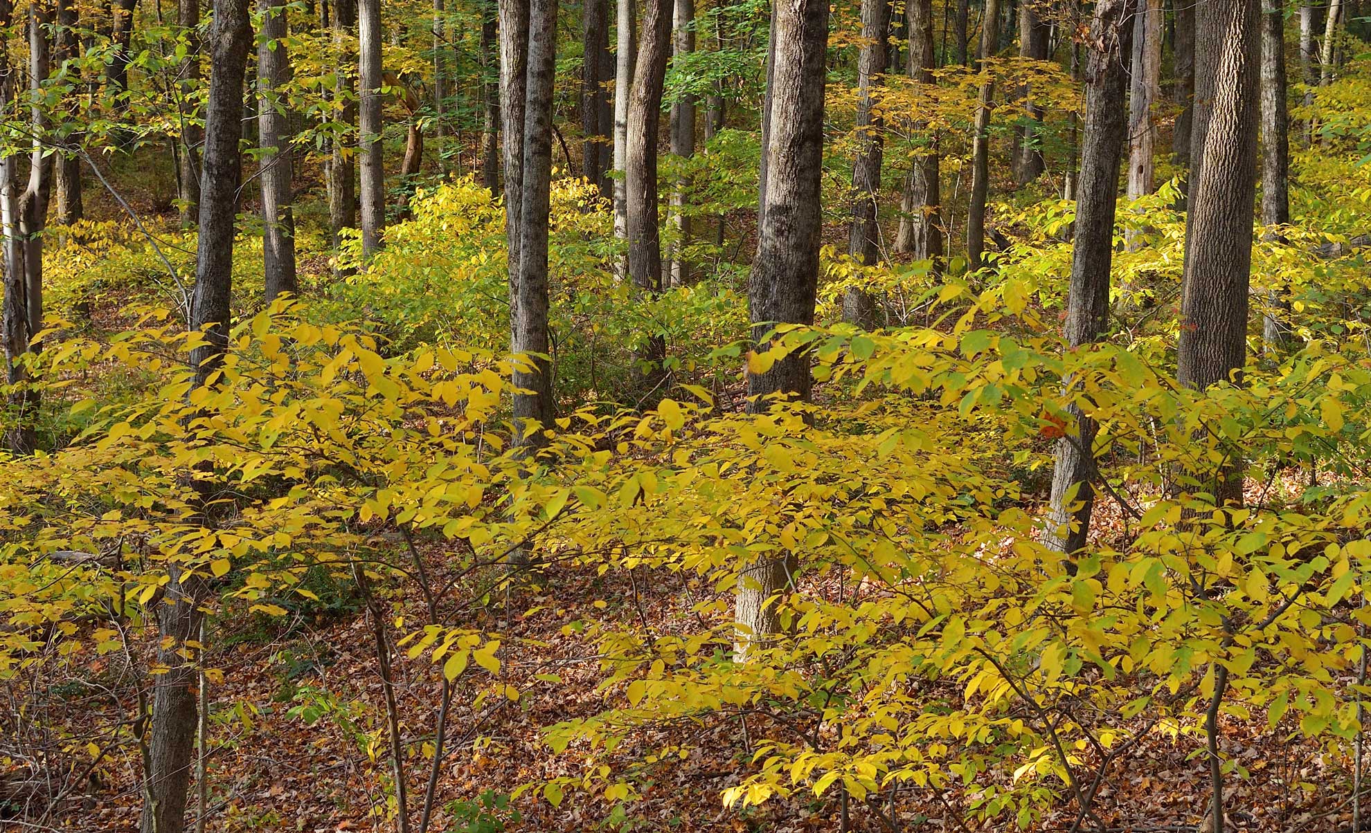 A Guide to Planting Spicebush - The Plant Native