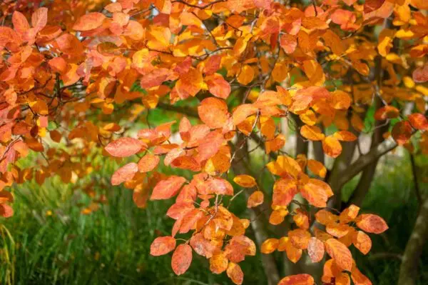 Guide to Planting a Serviceberry - The Plant Native